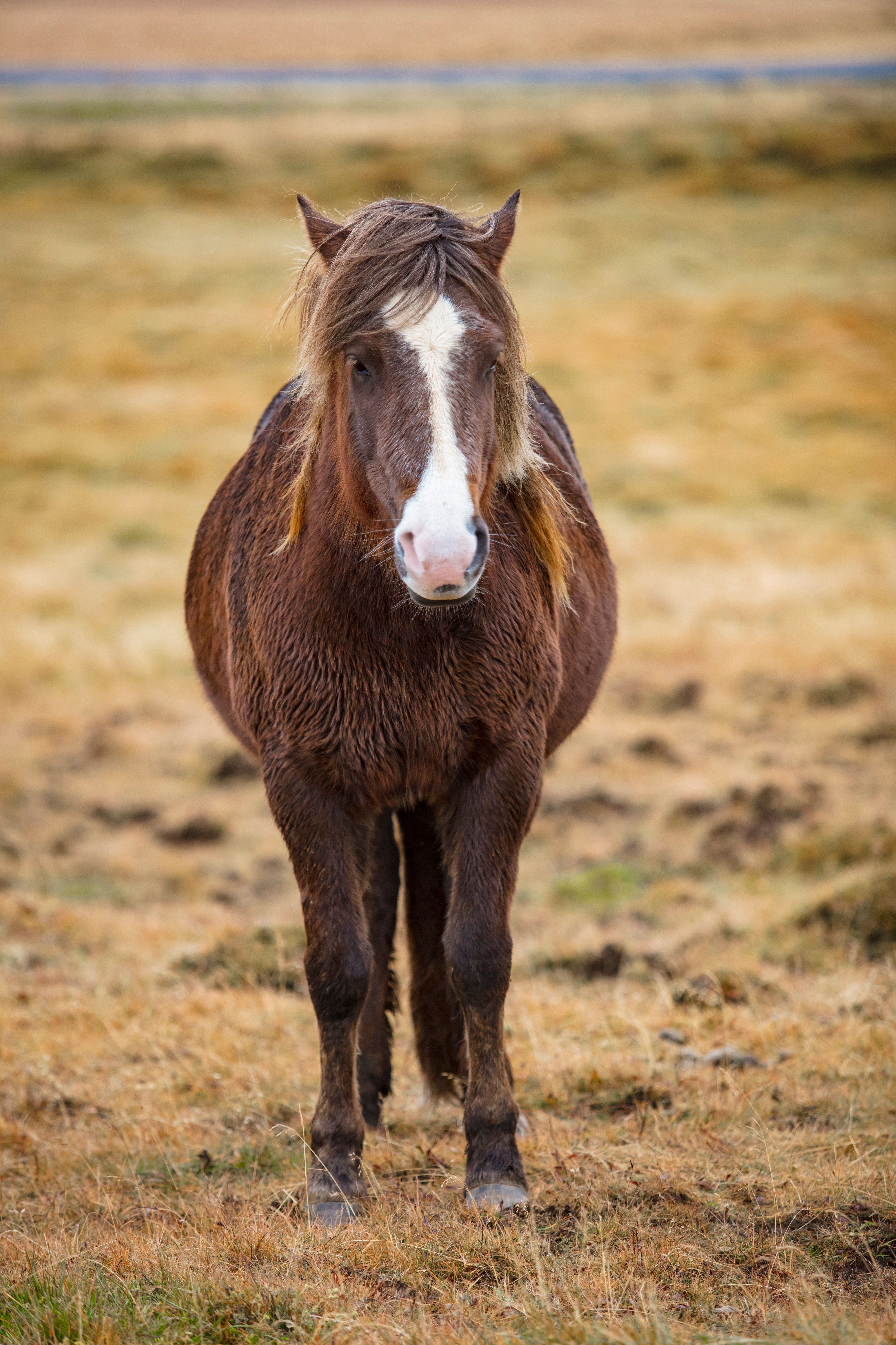 Horse Ping Photos, Download The BEST Free Horse Ping Stock Photos & HD ...