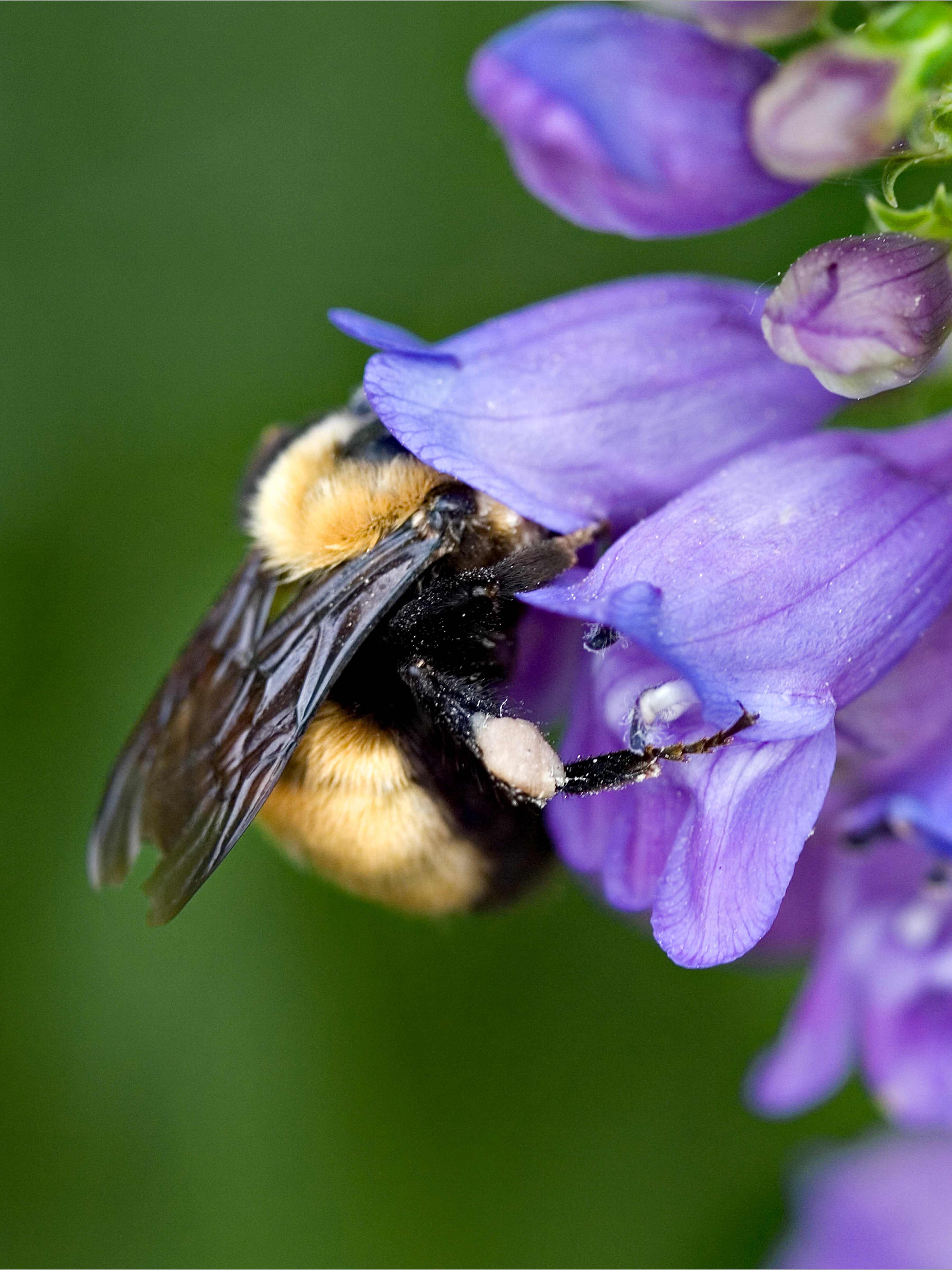 Pollination Techniques