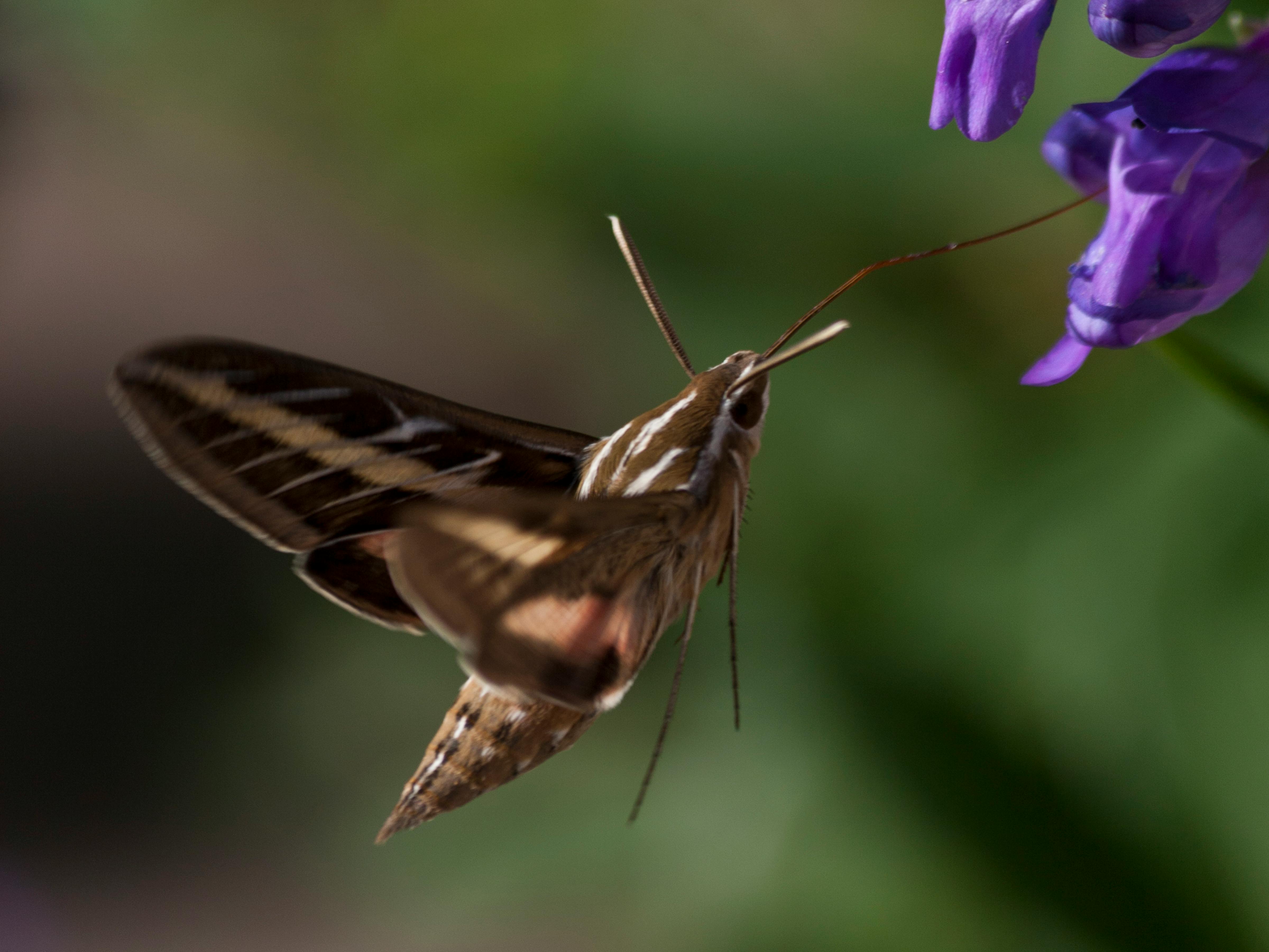 Hummingbird Moth Feeding on Purple Flower Macro · Free Stock Photo