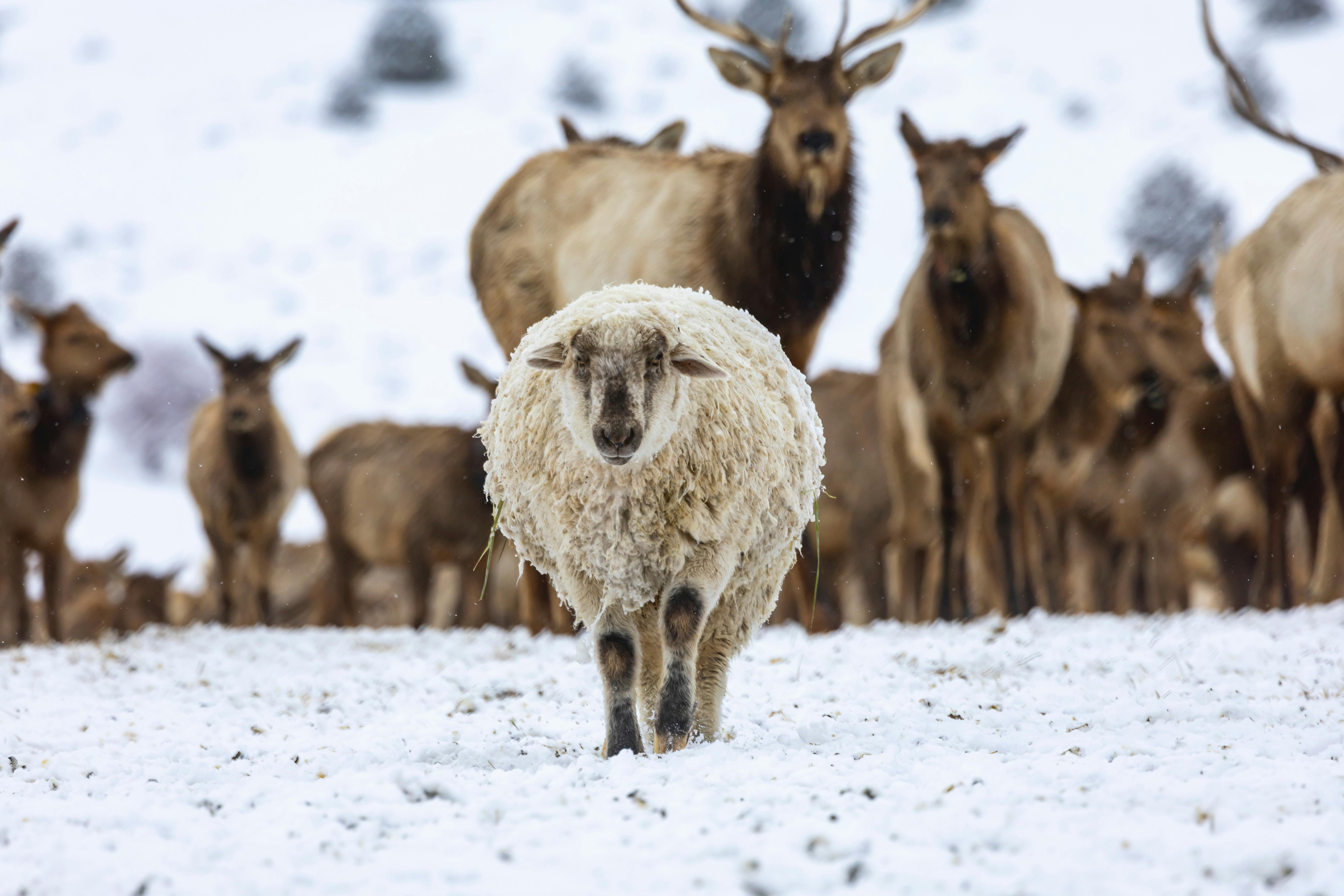 Action for Animals Challenge IFAW top 100 96 Photos & Videos Collected ...