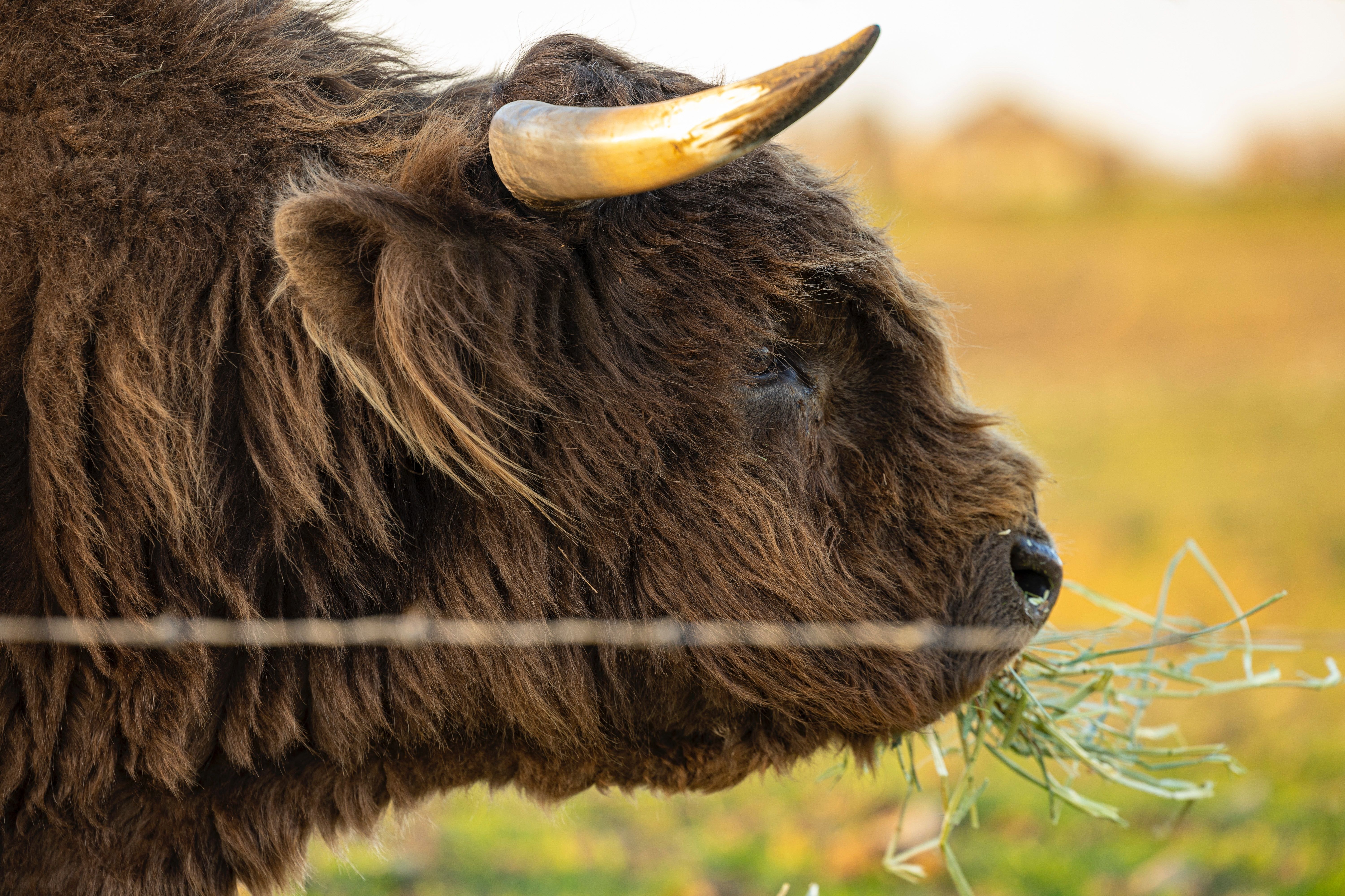 Close-up of a Highland Cattle Eating Grass · Free Stock Photo
