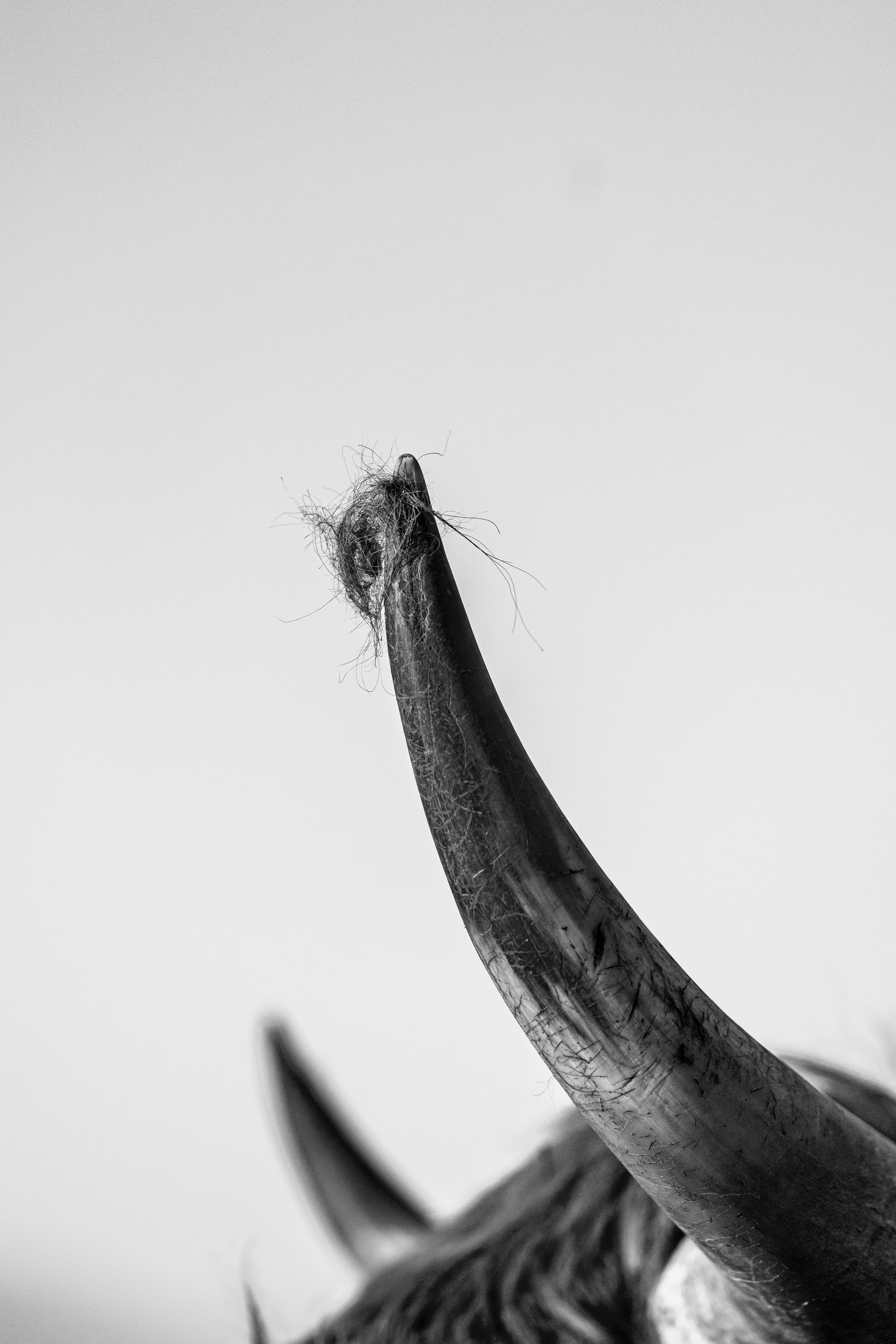 Black and White Photo of Animal Horns · Free Stock Photo