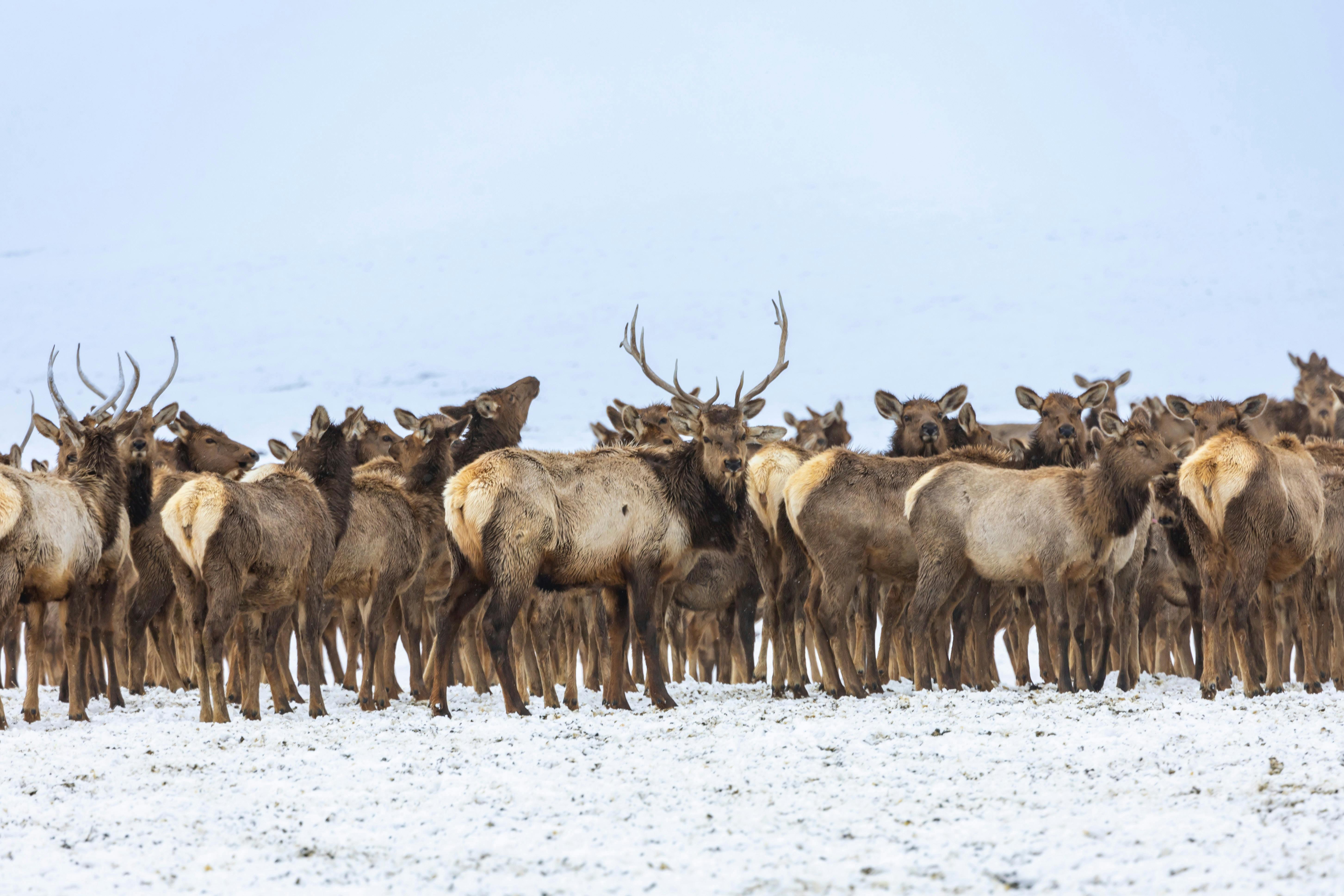Herd of Reindeer · Free Stock Photo