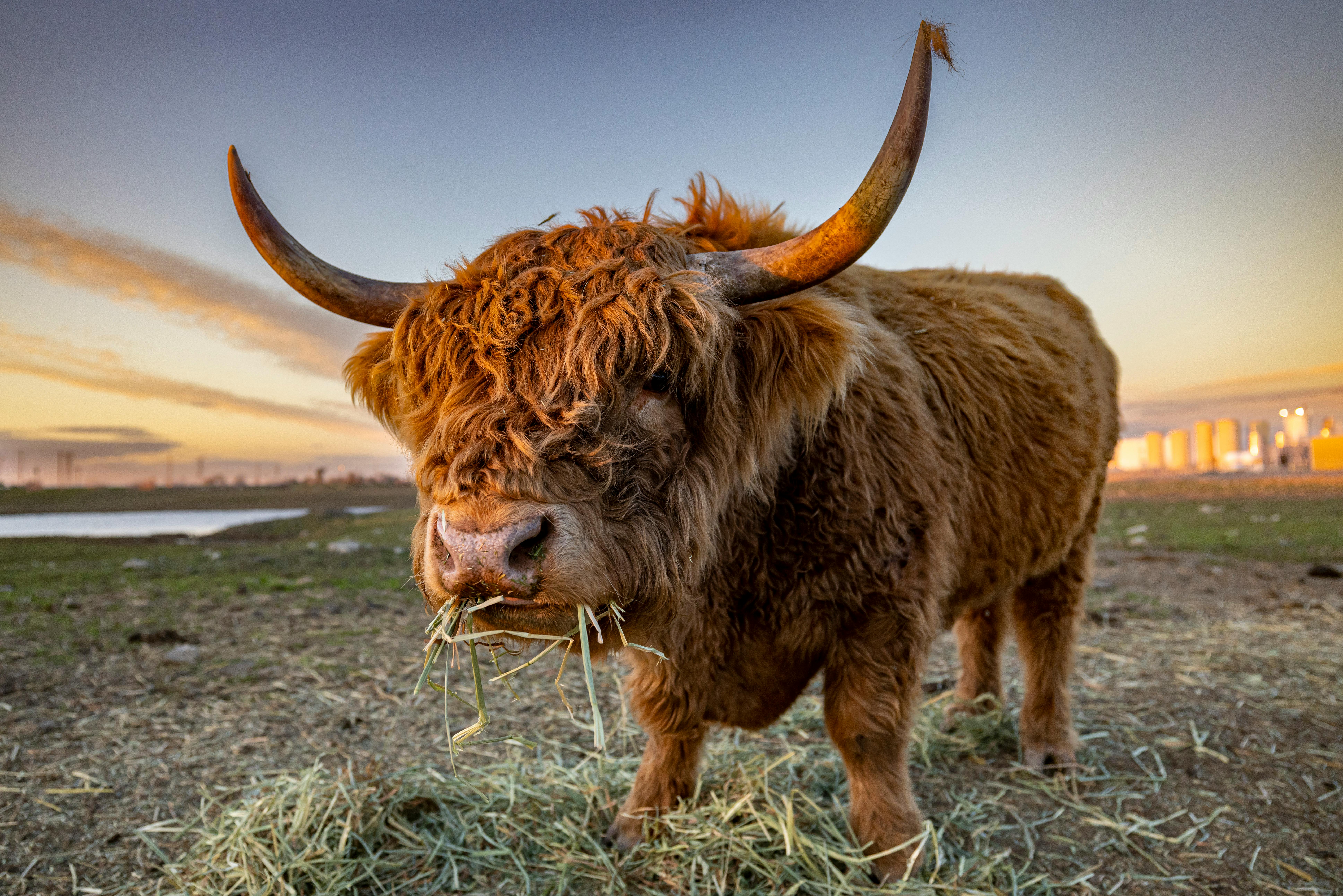 A Highland Cow on a Field · Free Stock Photo