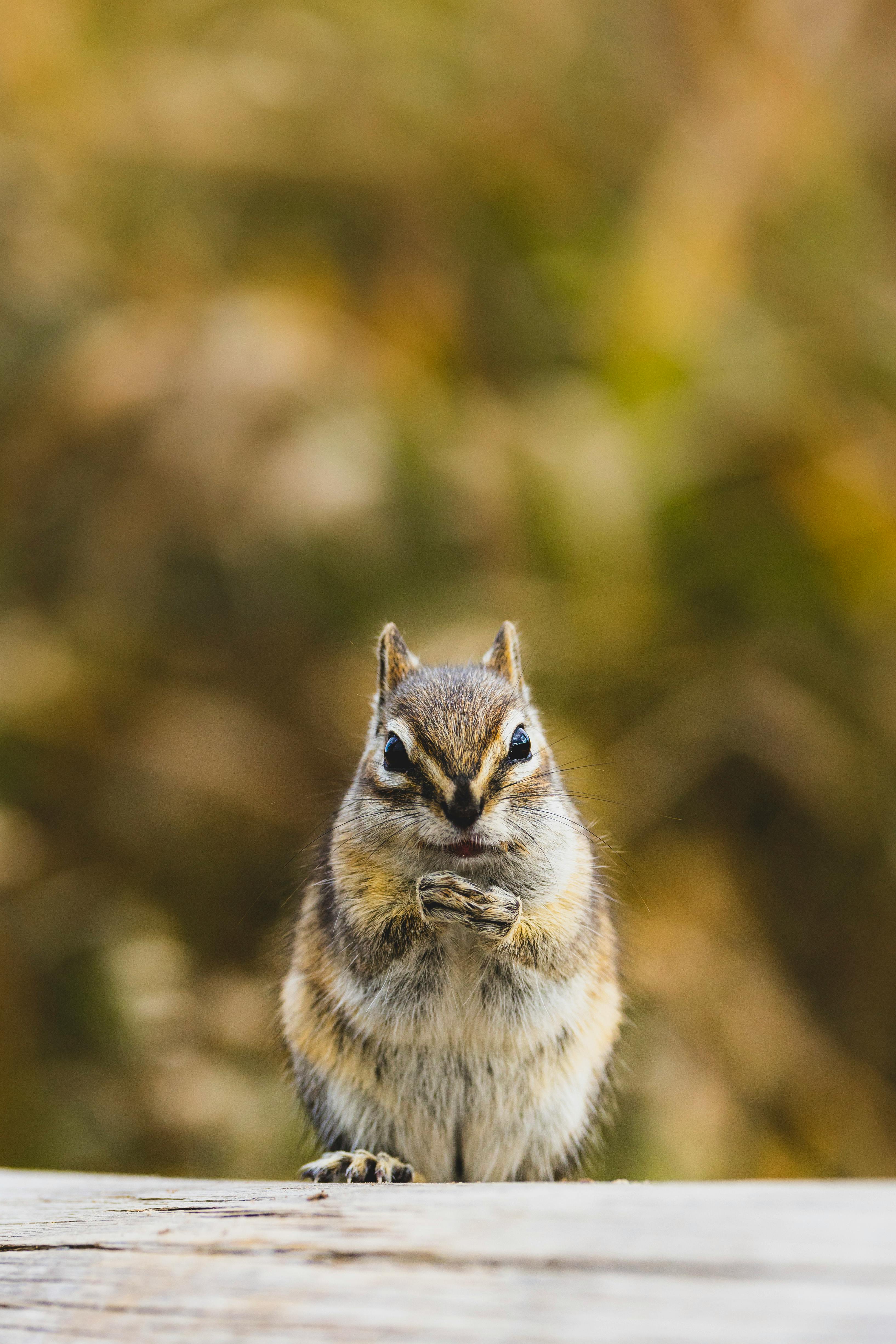 Trojan Squirrel Terraria Photos, Download The BEST Free Trojan Squirrel ...