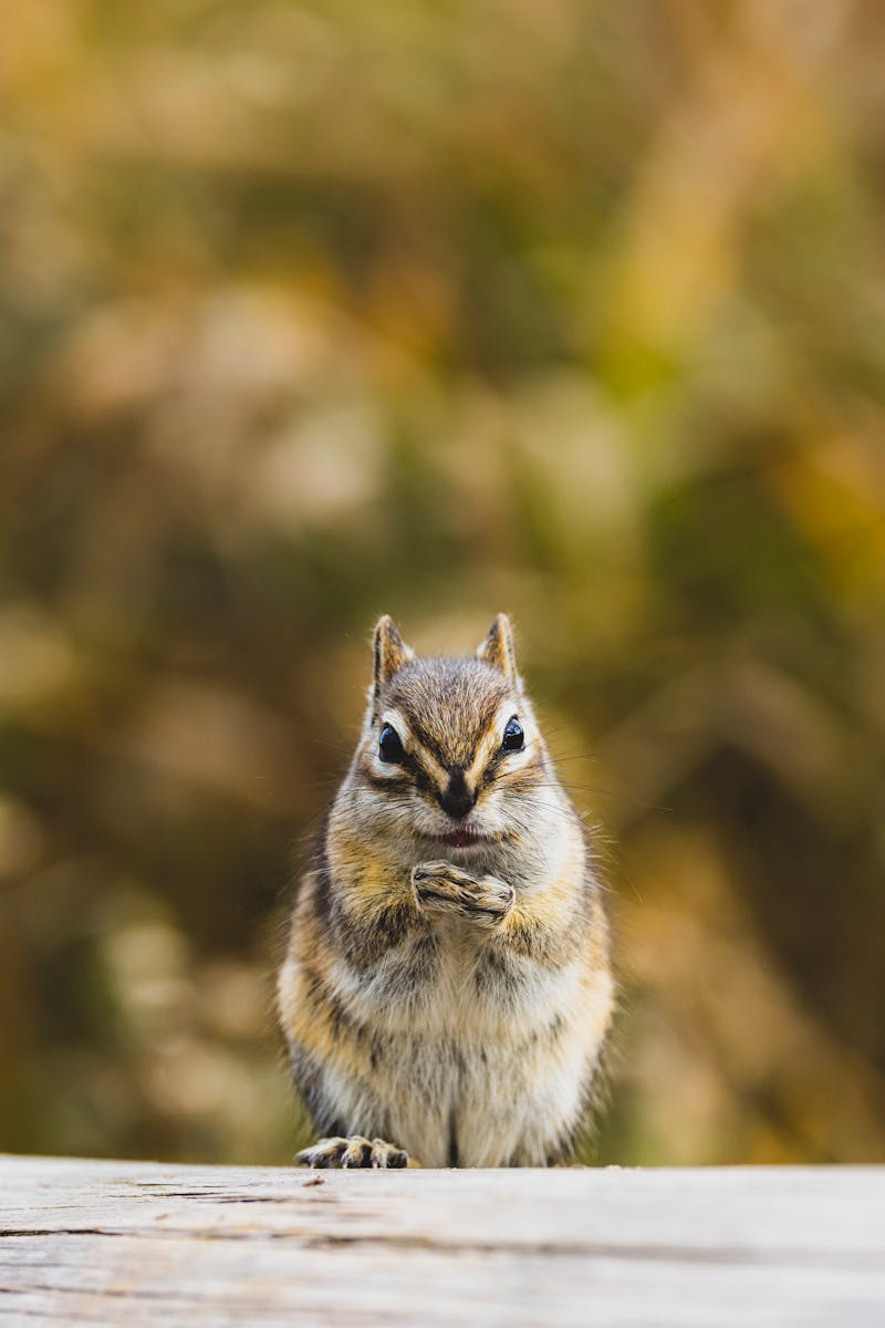 Trojan Squirrel Terraria Photos, Download The BEST Free Trojan Squirrel ...