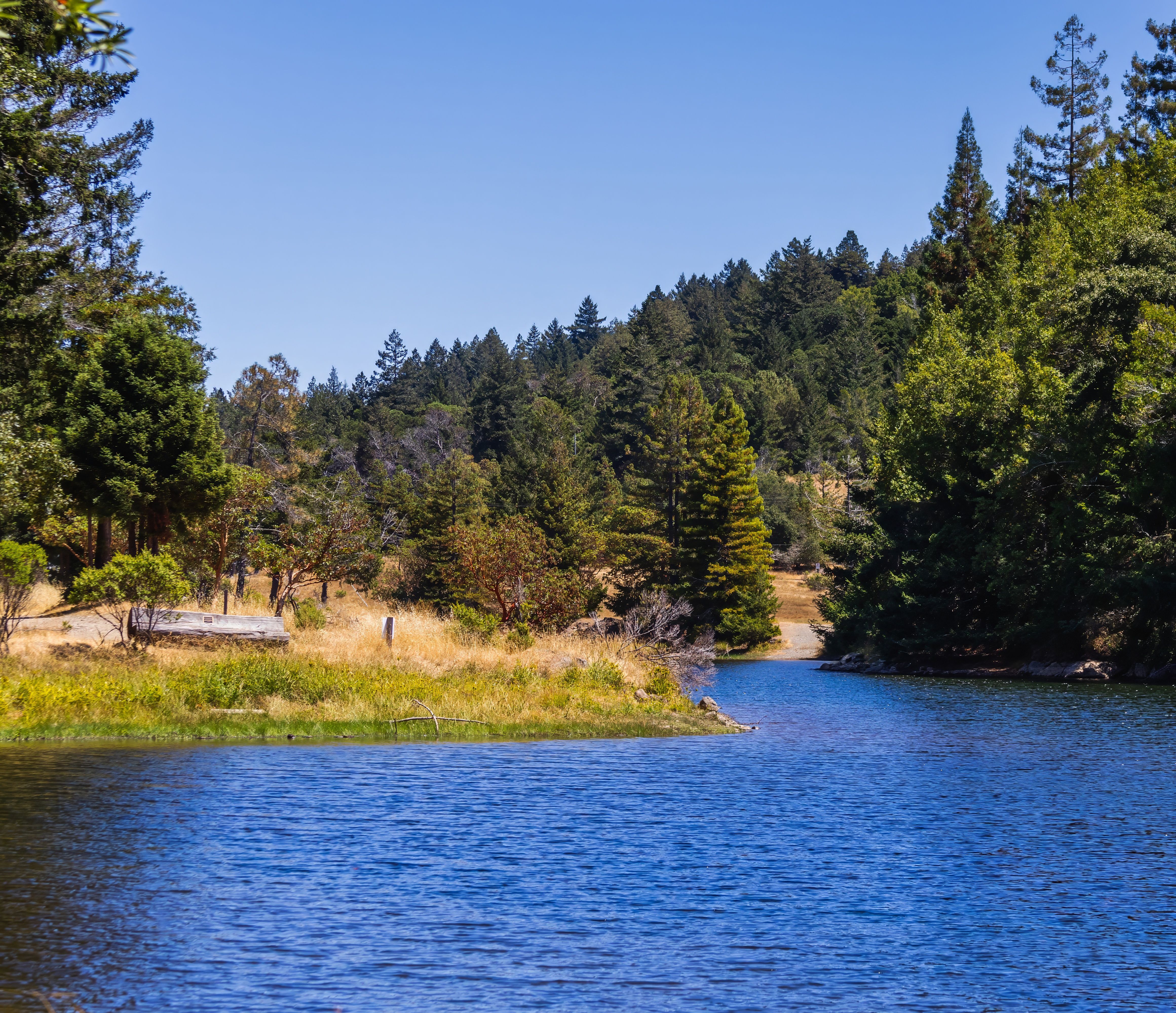 Forest Surrounding the River Bend · Free Stock Photo