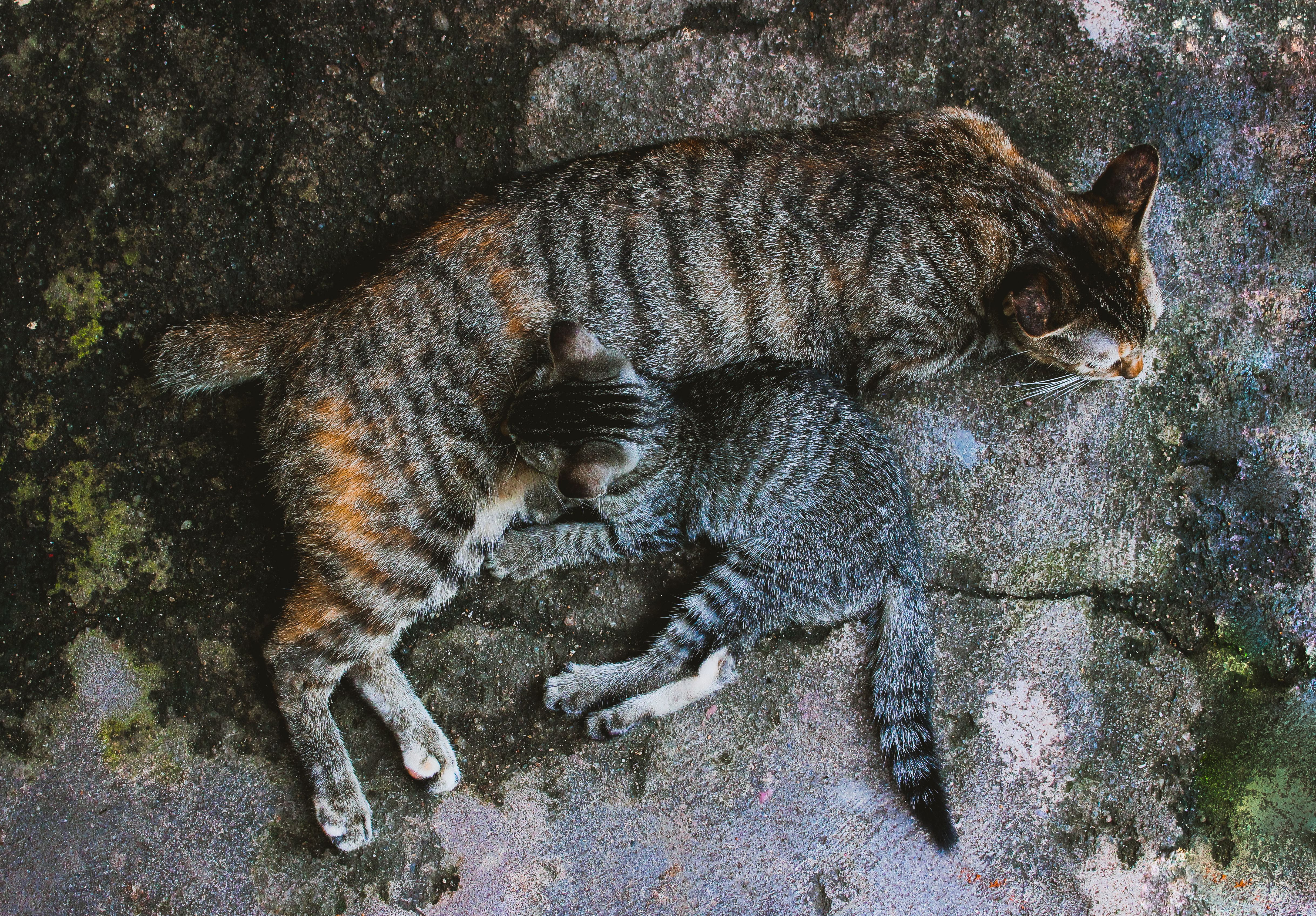 Kitten Nursing on its Mother · Free Stock Photo