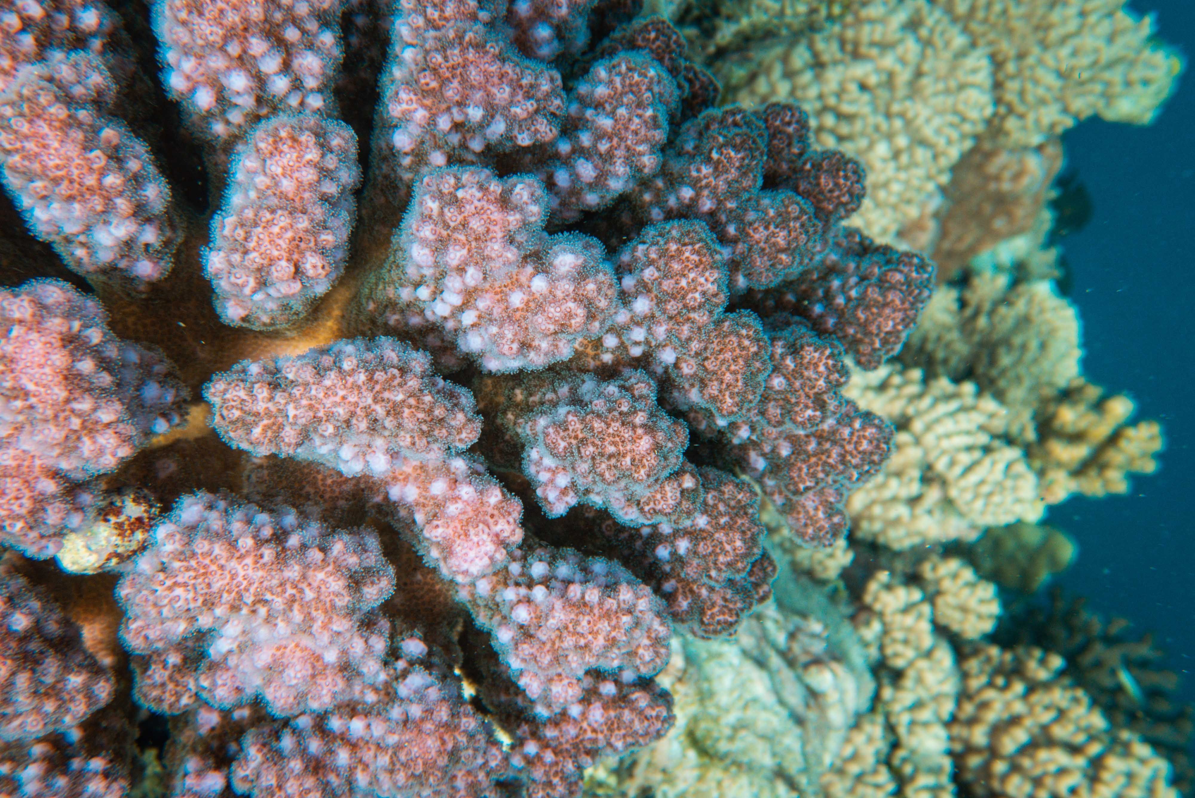 Brown Coral Reef in the Ocean · Free Stock Photo