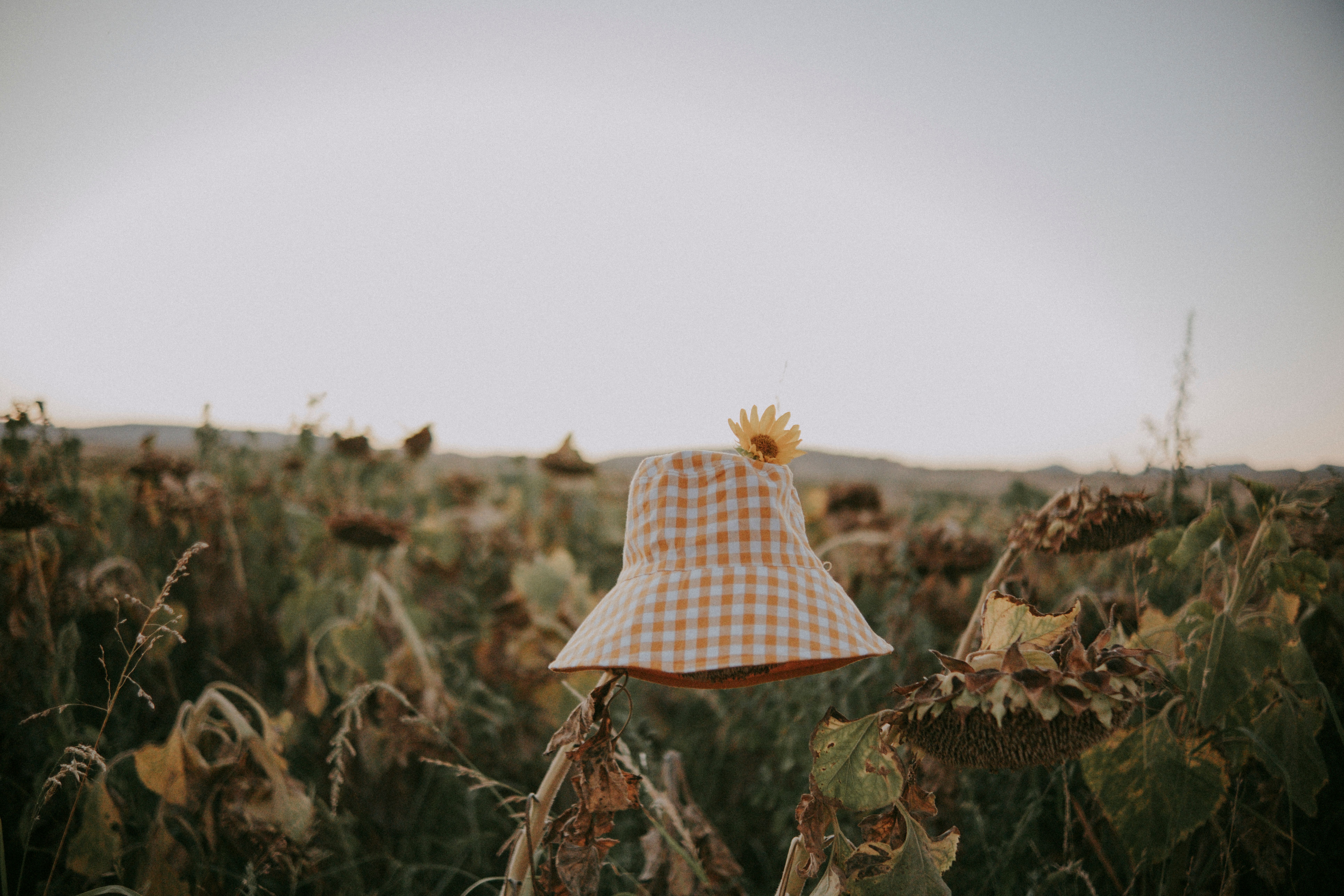 Sun Hat Hanging on a Wilted Sunflower · Free Stock Photo