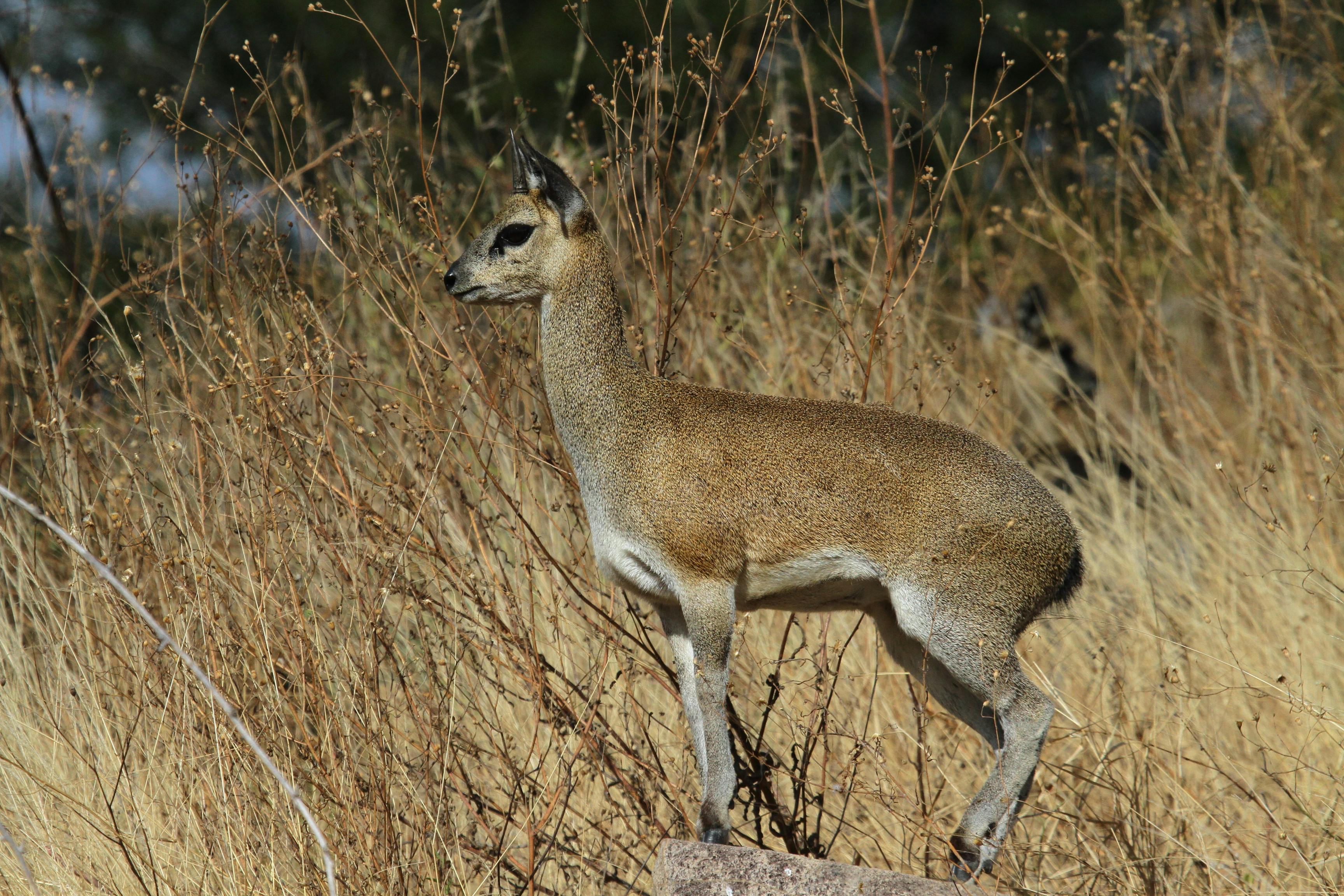 Predators And Deer Photos, Download The BEST Free Predators And Deer ...