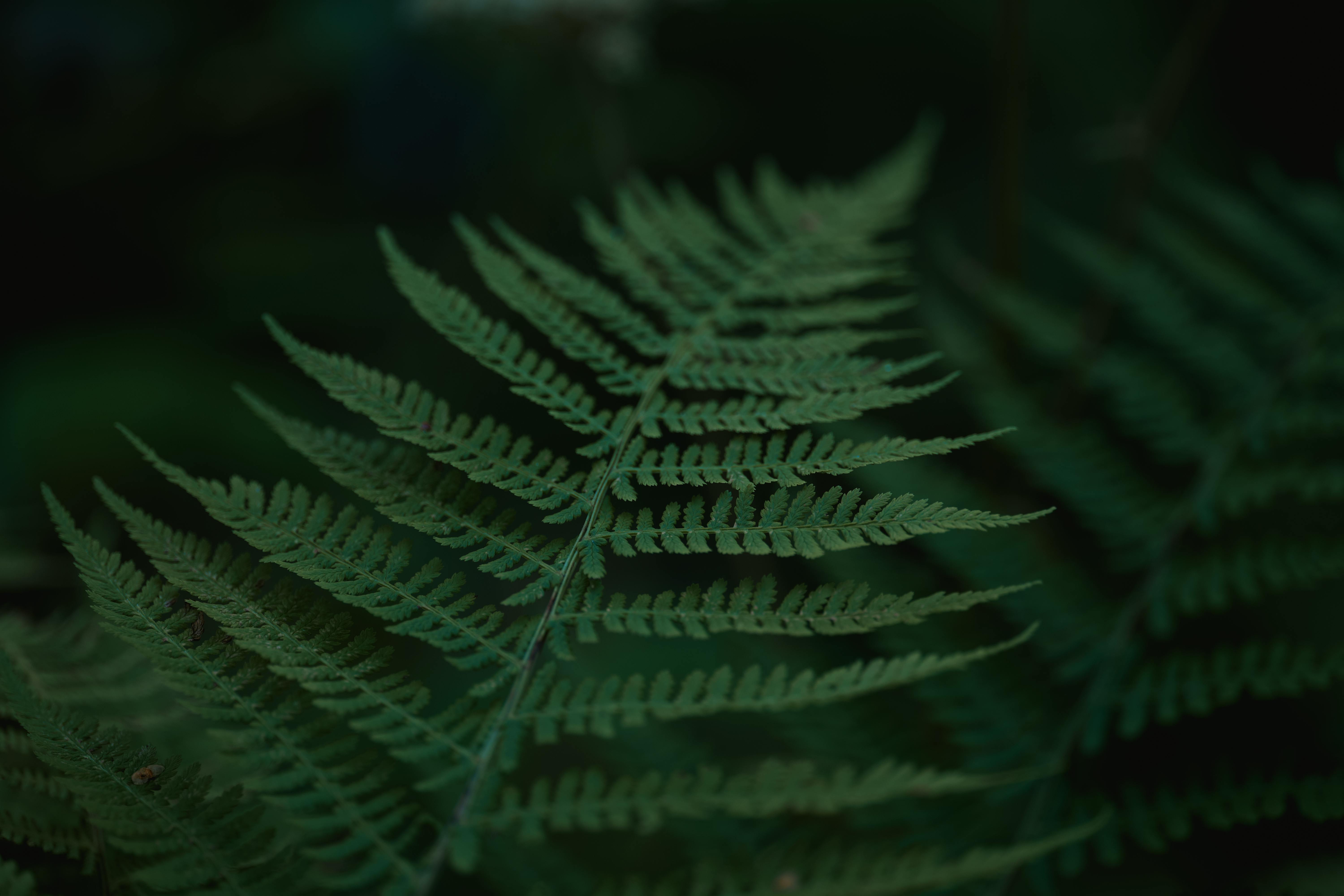 Close up of Fern · Free Stock Photo