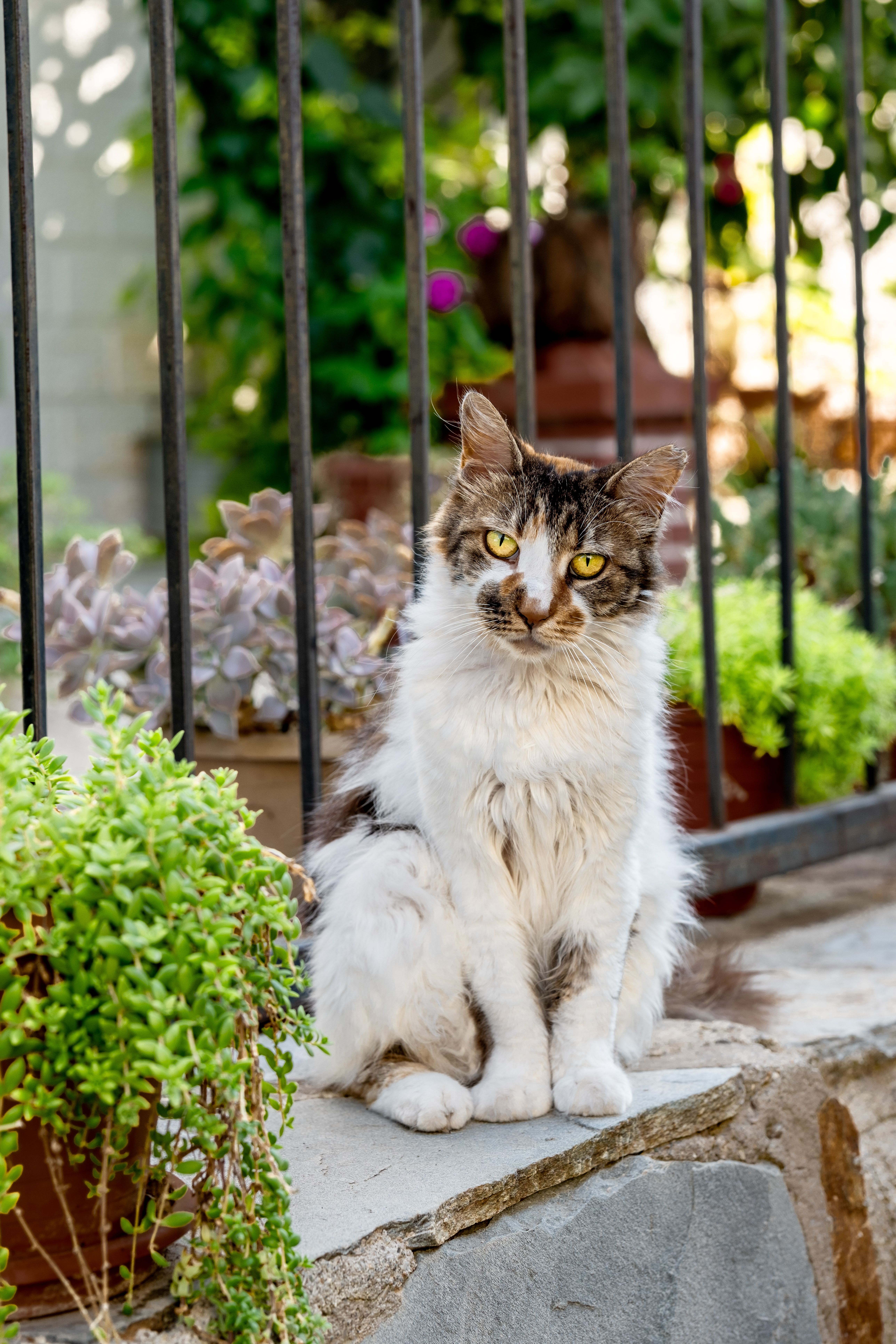 Cat with Attitude · Free Stock Photo