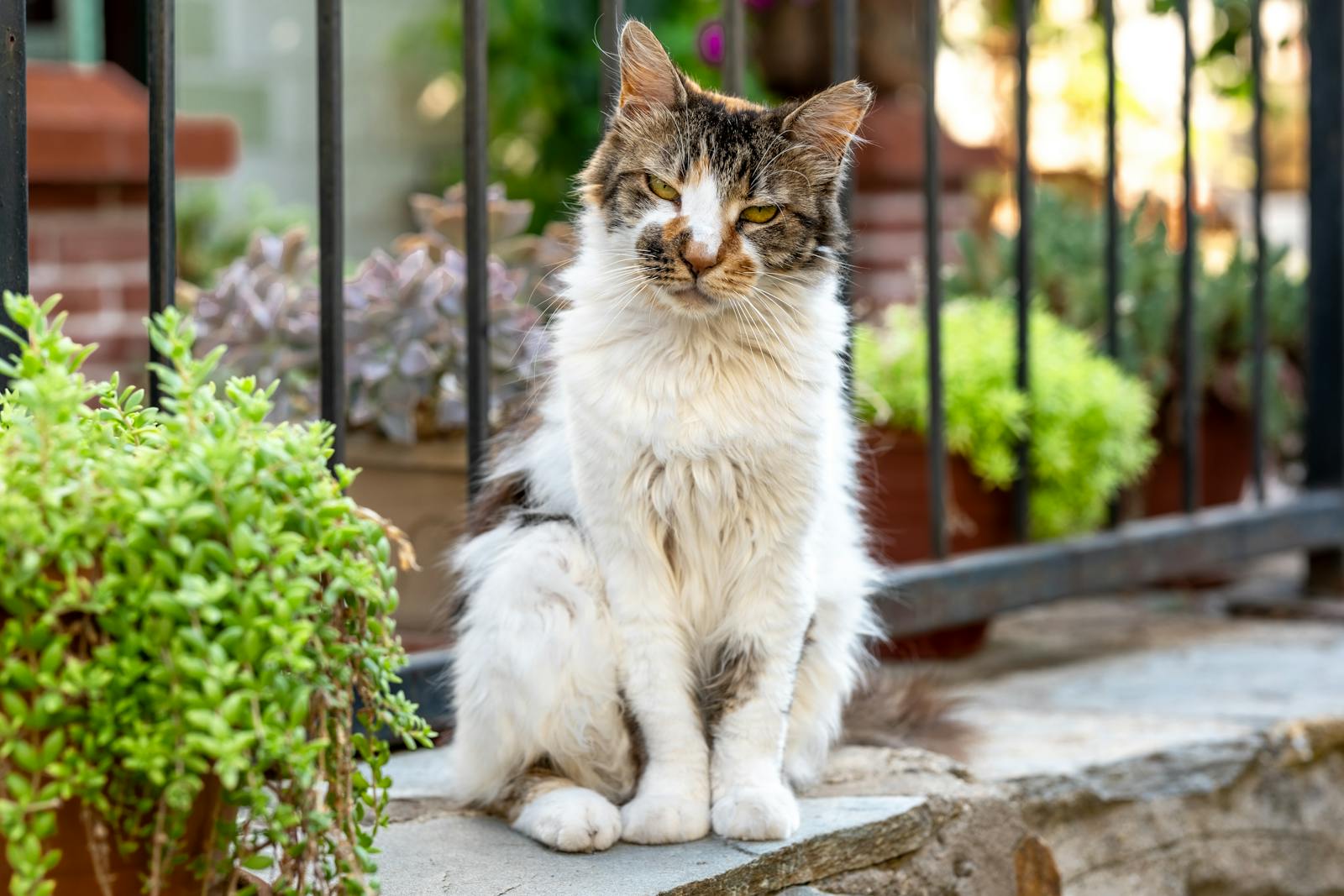 Cat Sol Wallpaper Photos, Download The BEST Free Cat Sol Wallpaper ...