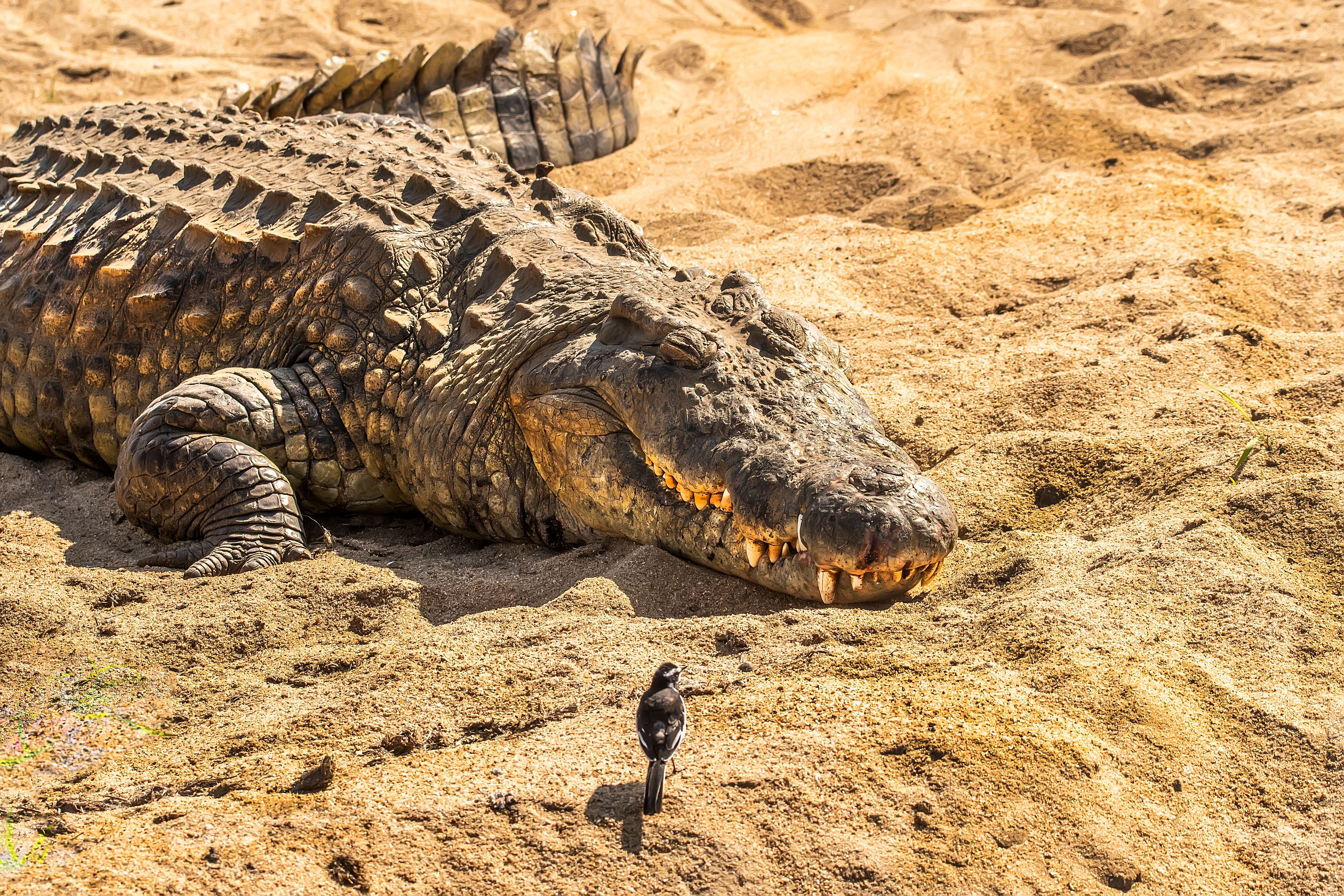 Crocodile and Bird on Sand · Free Stock Photo