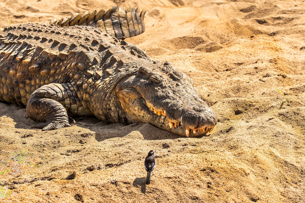 Crocodile And Bird Photos, Download The BEST Free Crocodile And Bird ...