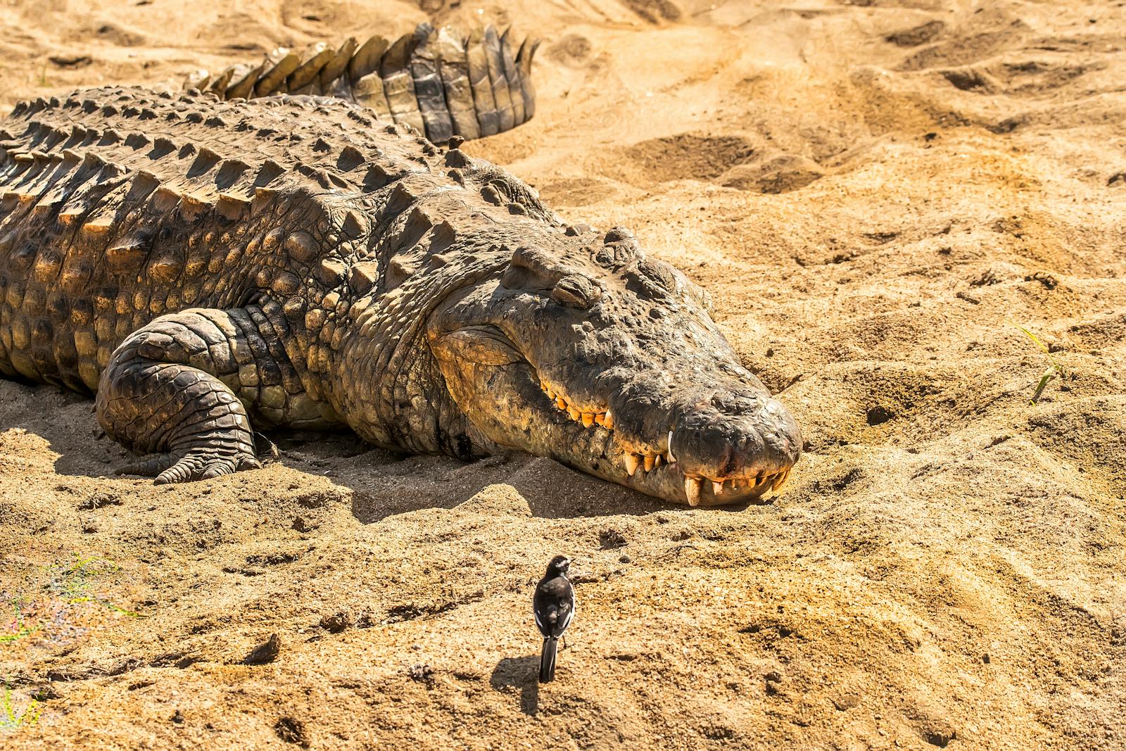 Crocodile And Bird Photos, Download The BEST Free Crocodile And Bird ...