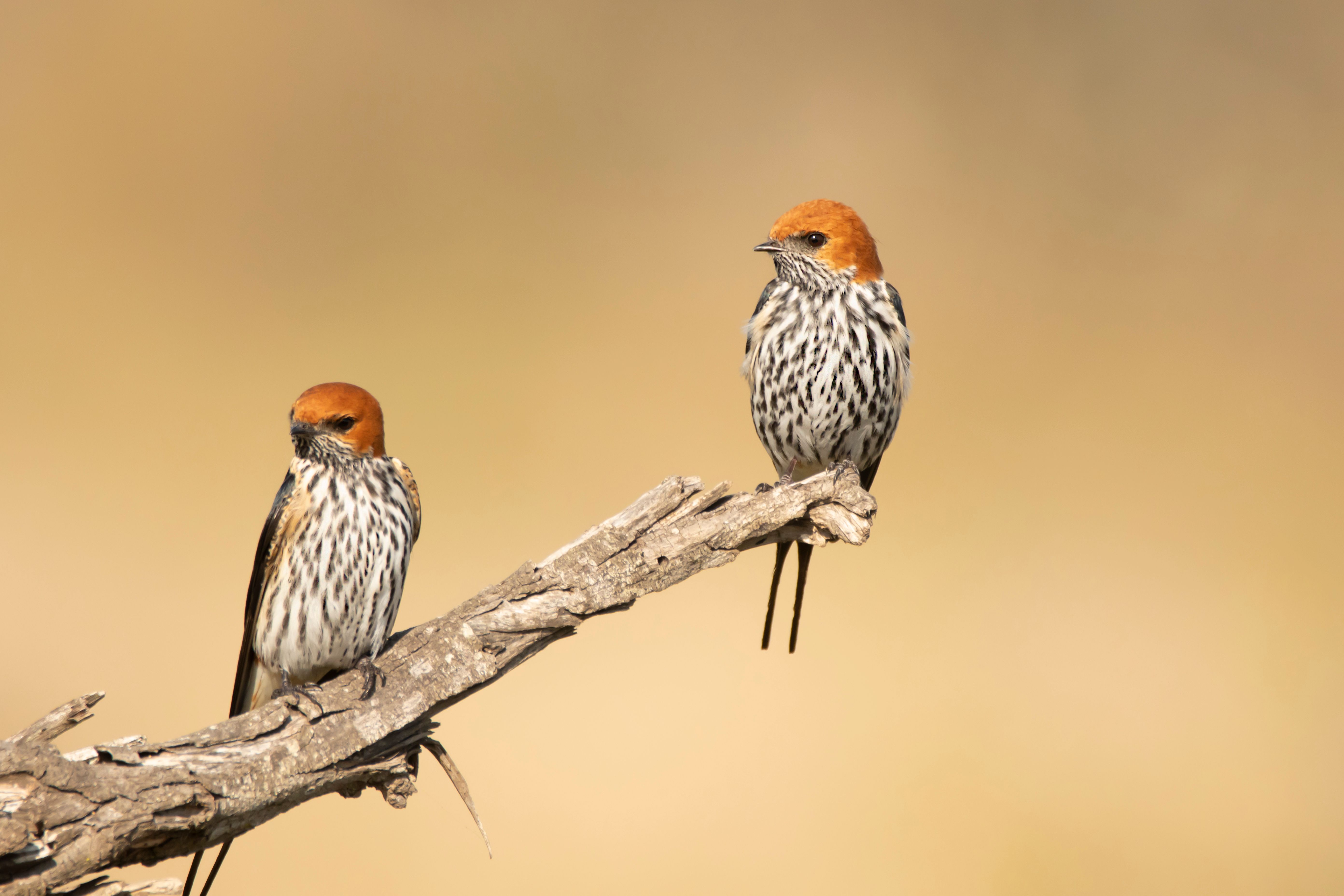 Birds Aesthetic Photos, Download The BEST Free Birds Aesthetic Stock ...