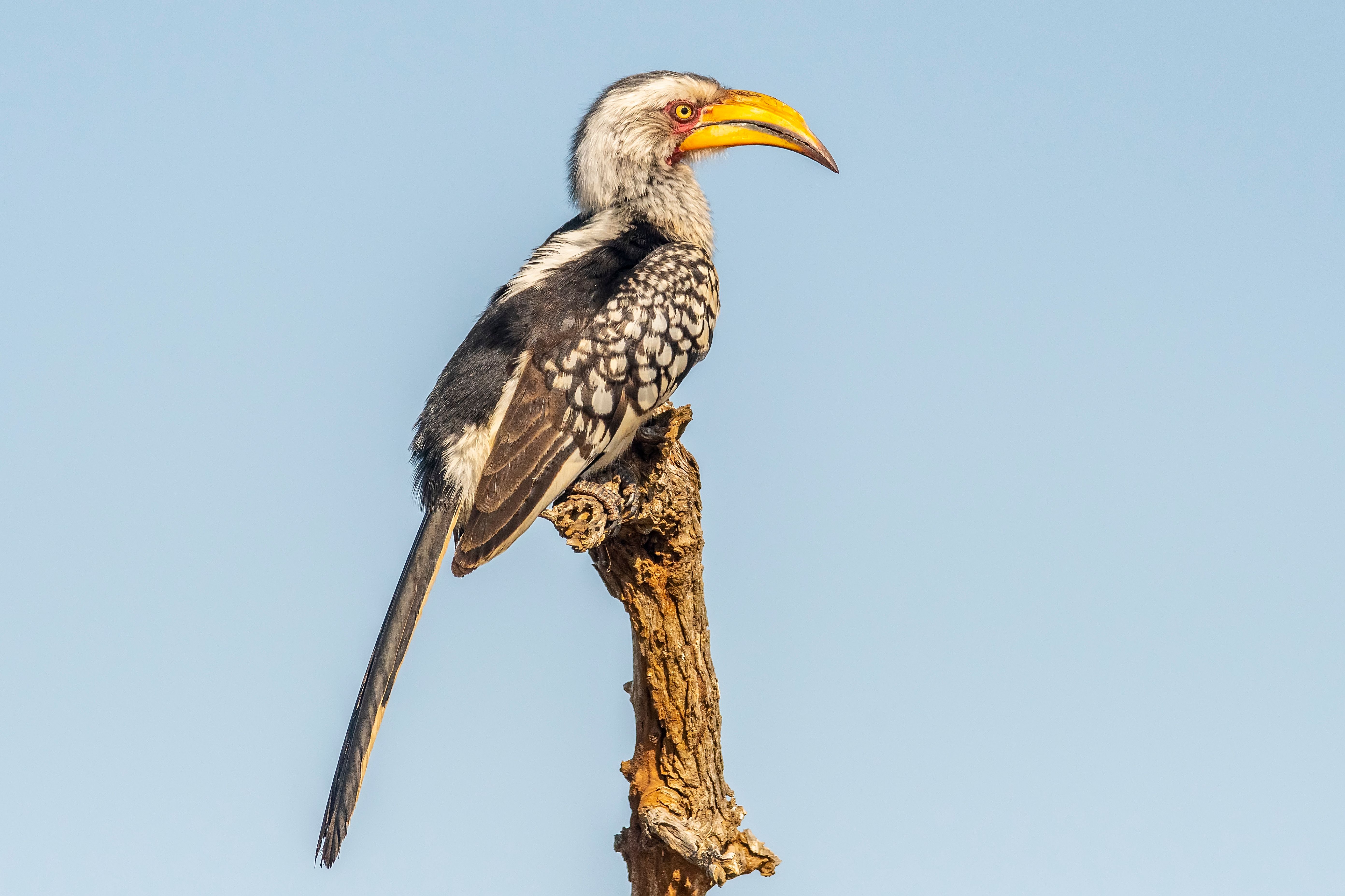 Hornbill Bird Photos, Download The BEST Free Hornbill Bird Stock Photos ...
