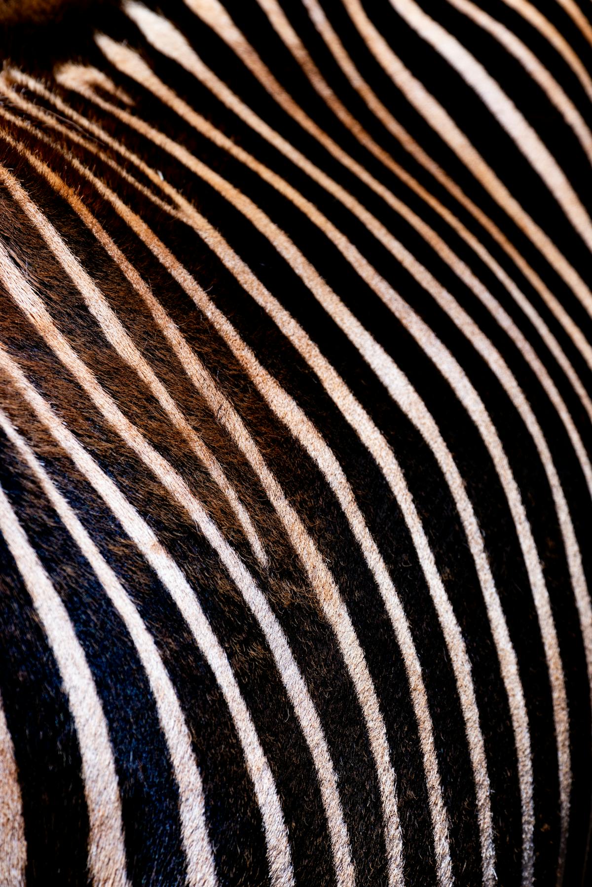 Zebra Pattern Photos, Download The BEST Free Zebra Pattern Stock Photos ...