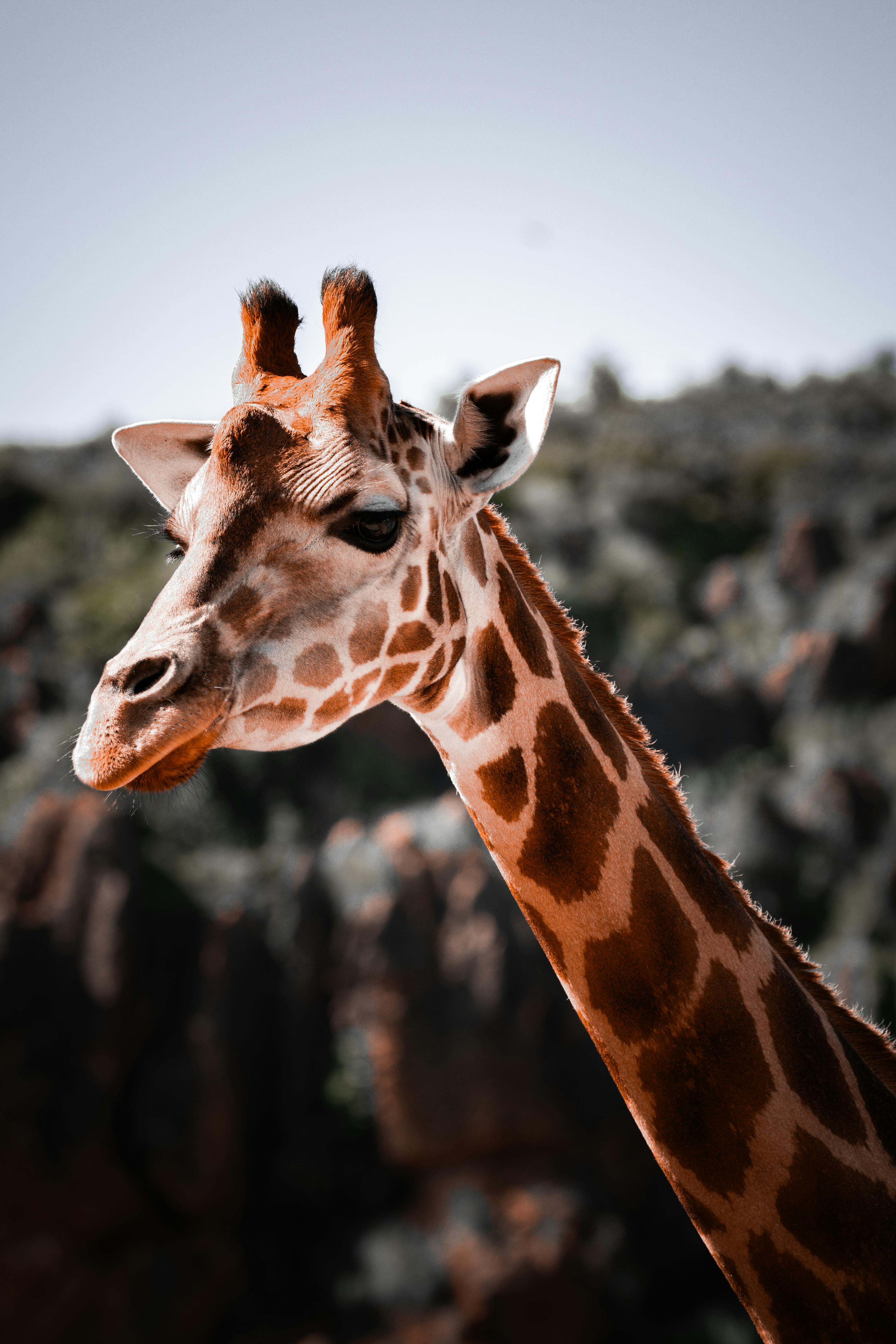 Logo Giraffe Photos, Download The BEST Free Logo Giraffe Stock Photos ...