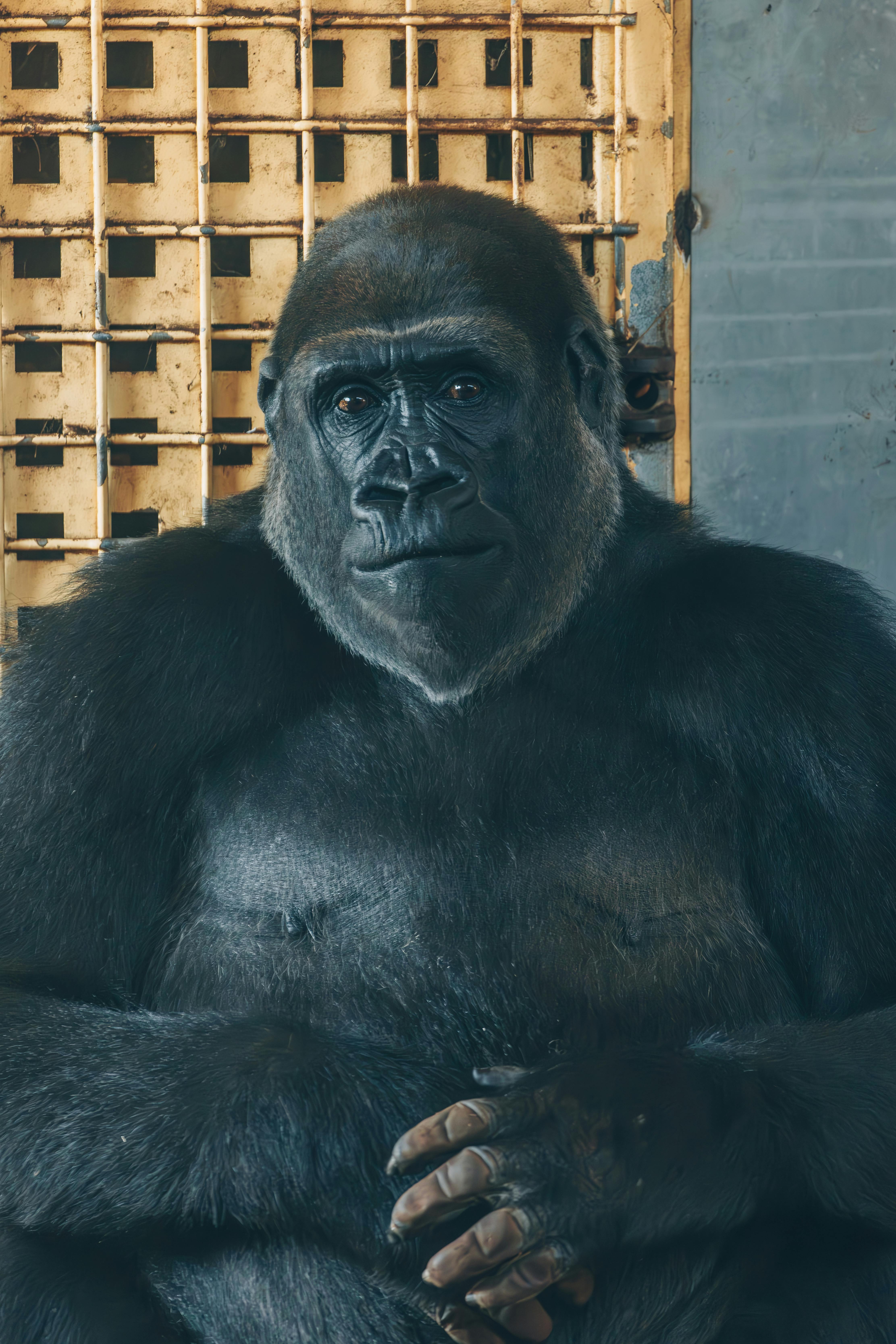 Silverback Gorilla Wallpaper Hd