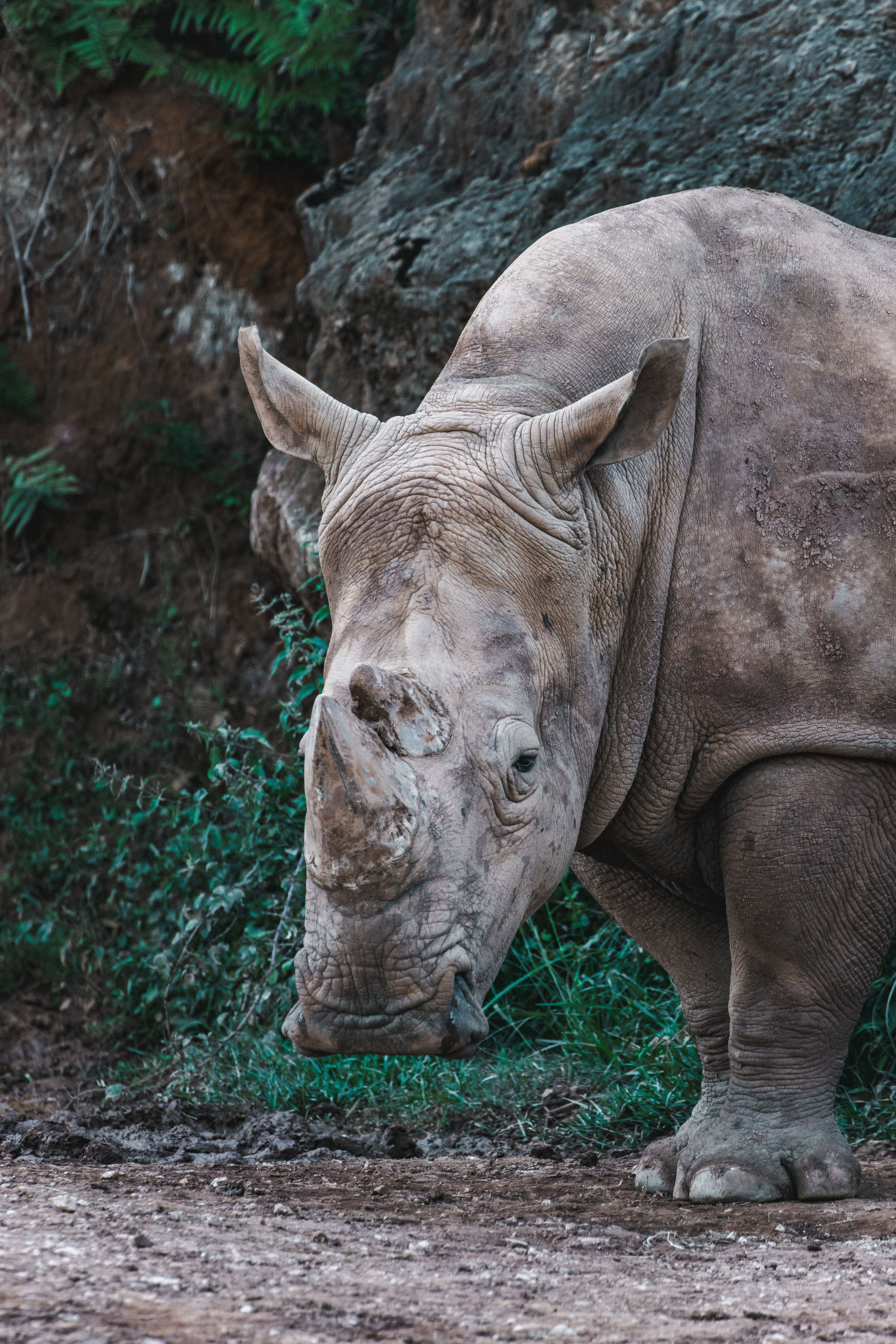 Giant Rhino Standing on Ground · Free Stock Photo