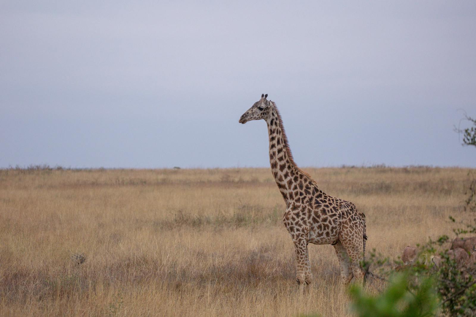 Giraff Photos, Download The BEST Free Giraff Stock Photos & HD Images