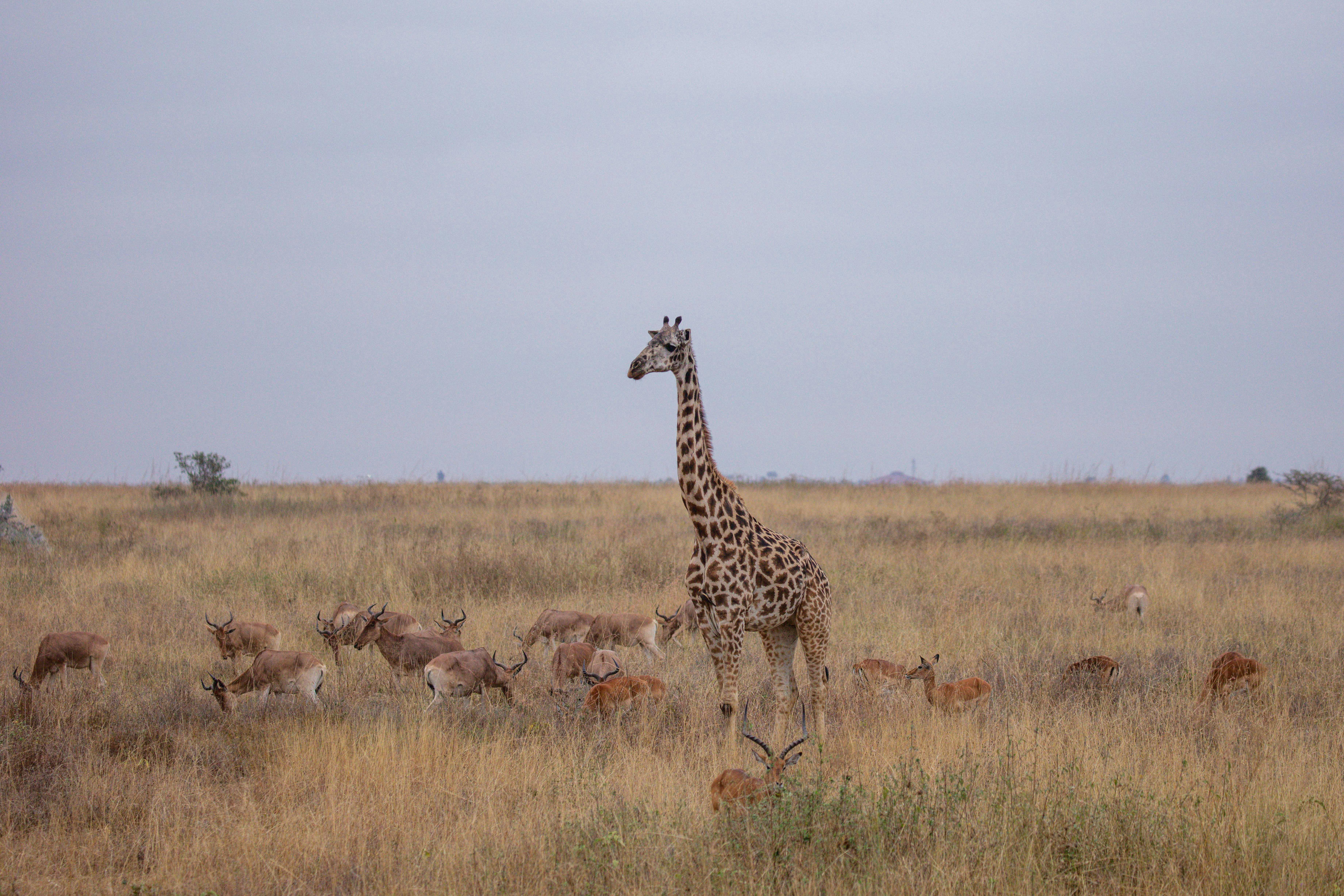 Foto de stock gratuita sobre áfrica, animales en la naturaleza ...