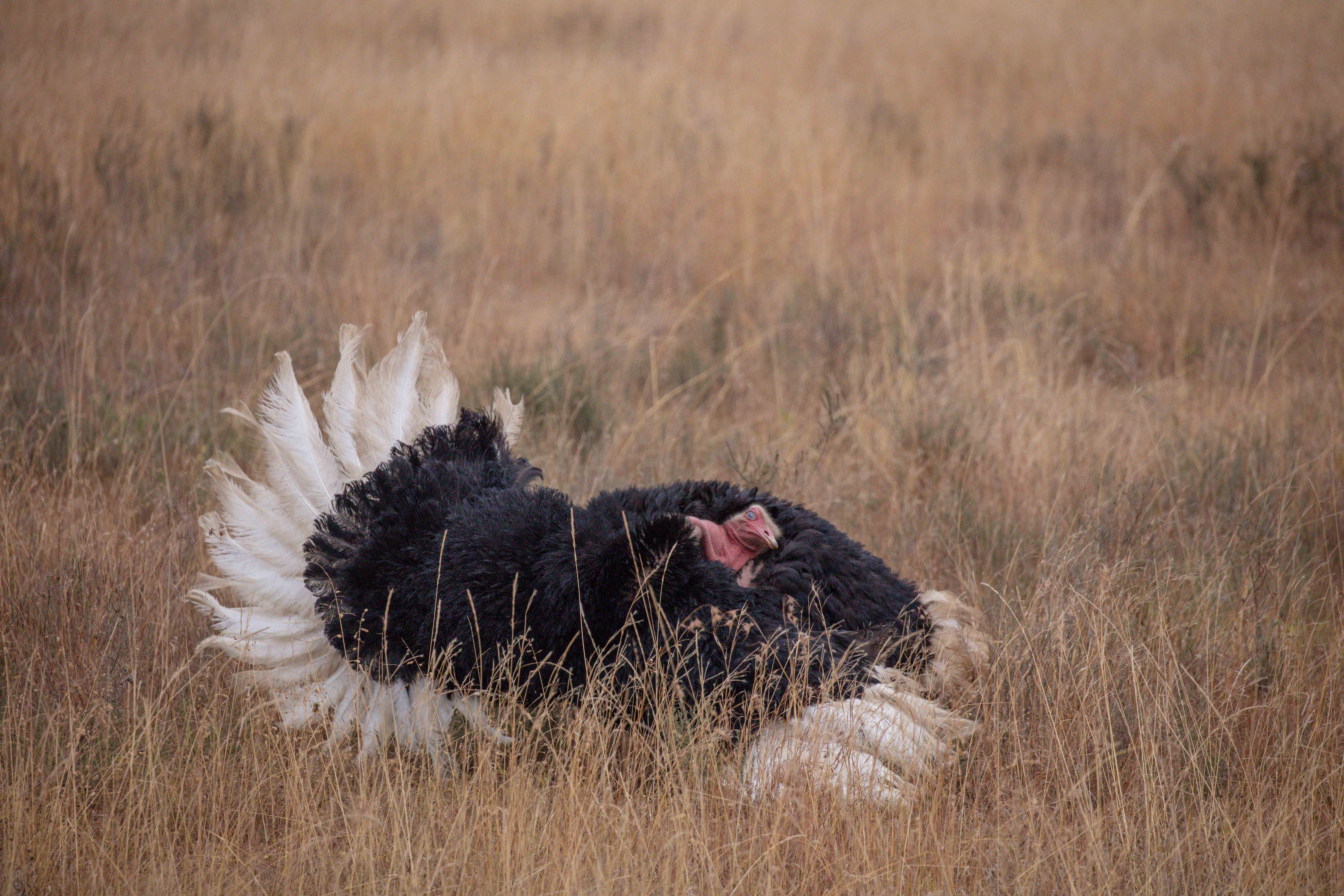 Somali Ostrich Carcass on Savannah · Free Stock Photo