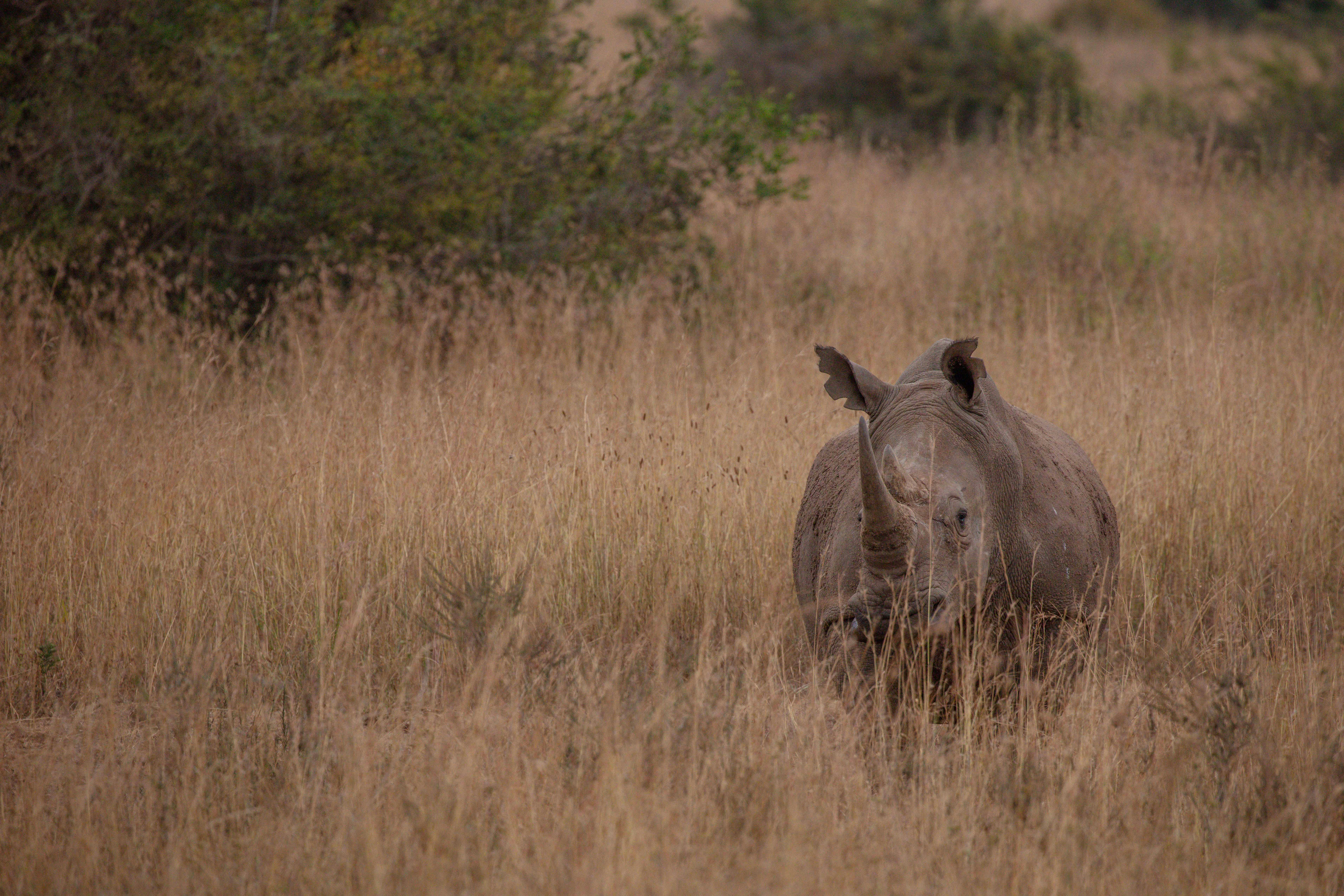Gray Rhino in Macro Photography · Free Stock Photo