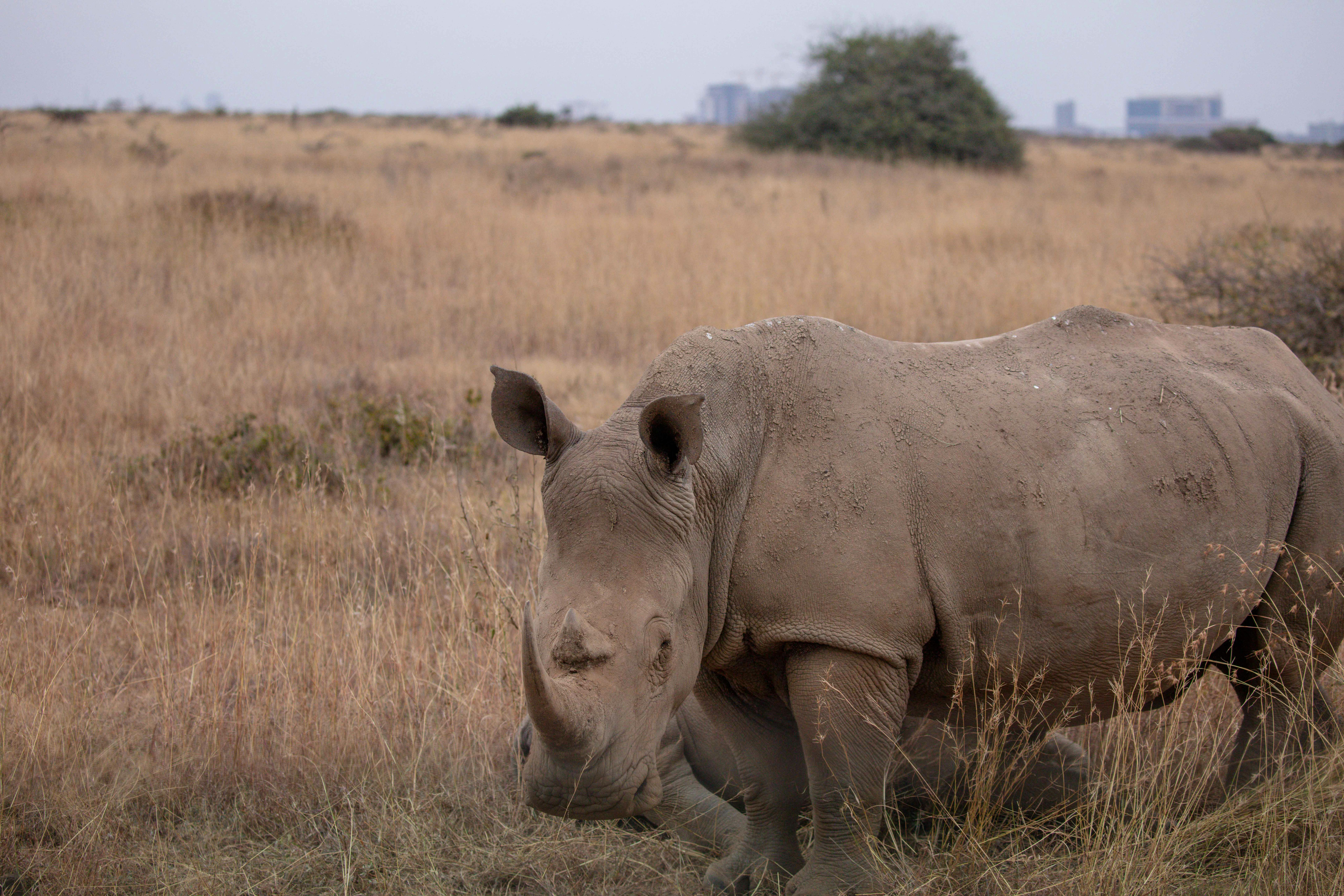 Black Rhino on Dry Land in Kenya · Free Stock Photo