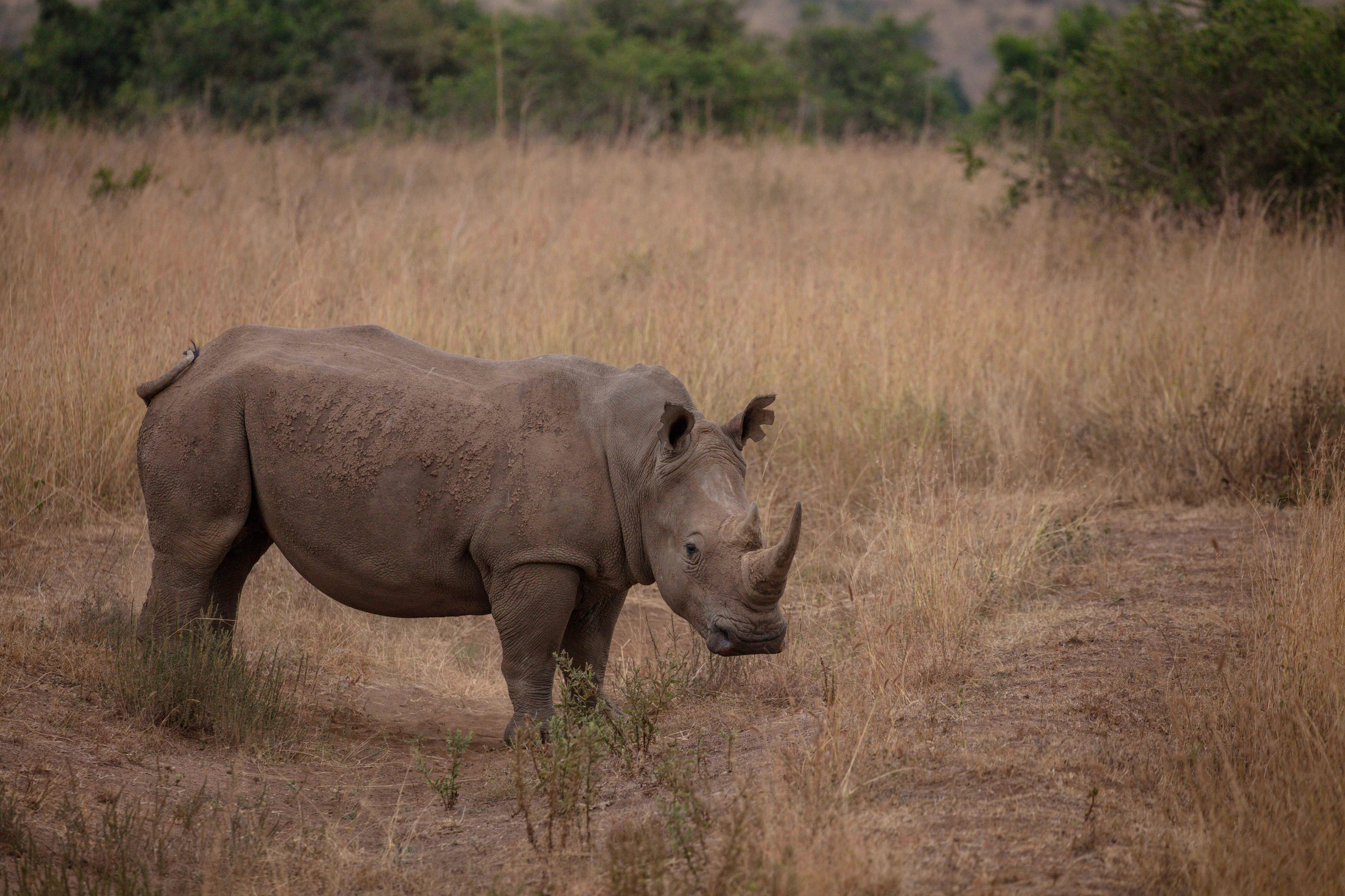 Gray Rhinoceros in Close-up Photography · Free Stock Photo