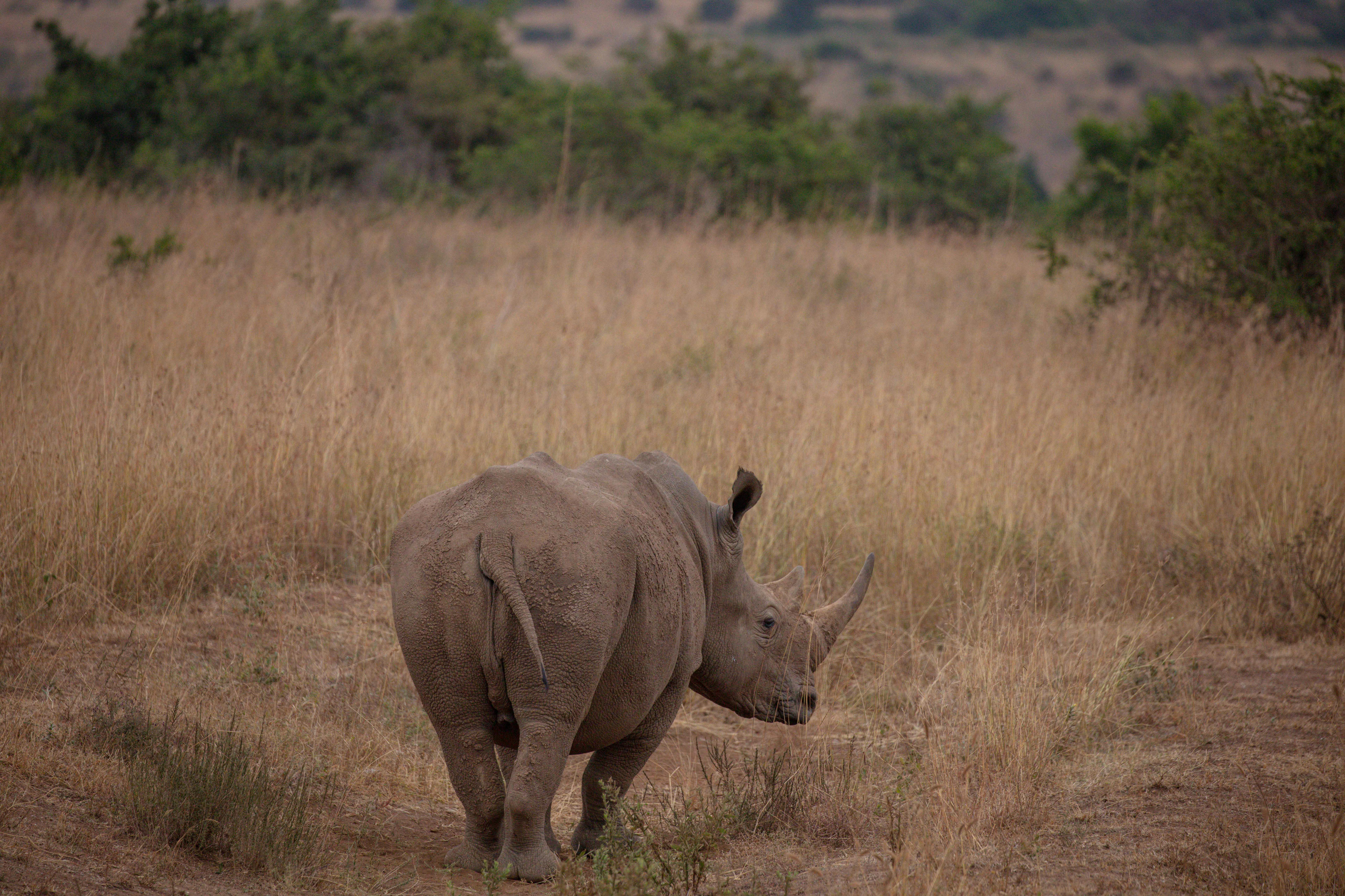 A Rhino on Safari · Free Stock Photo