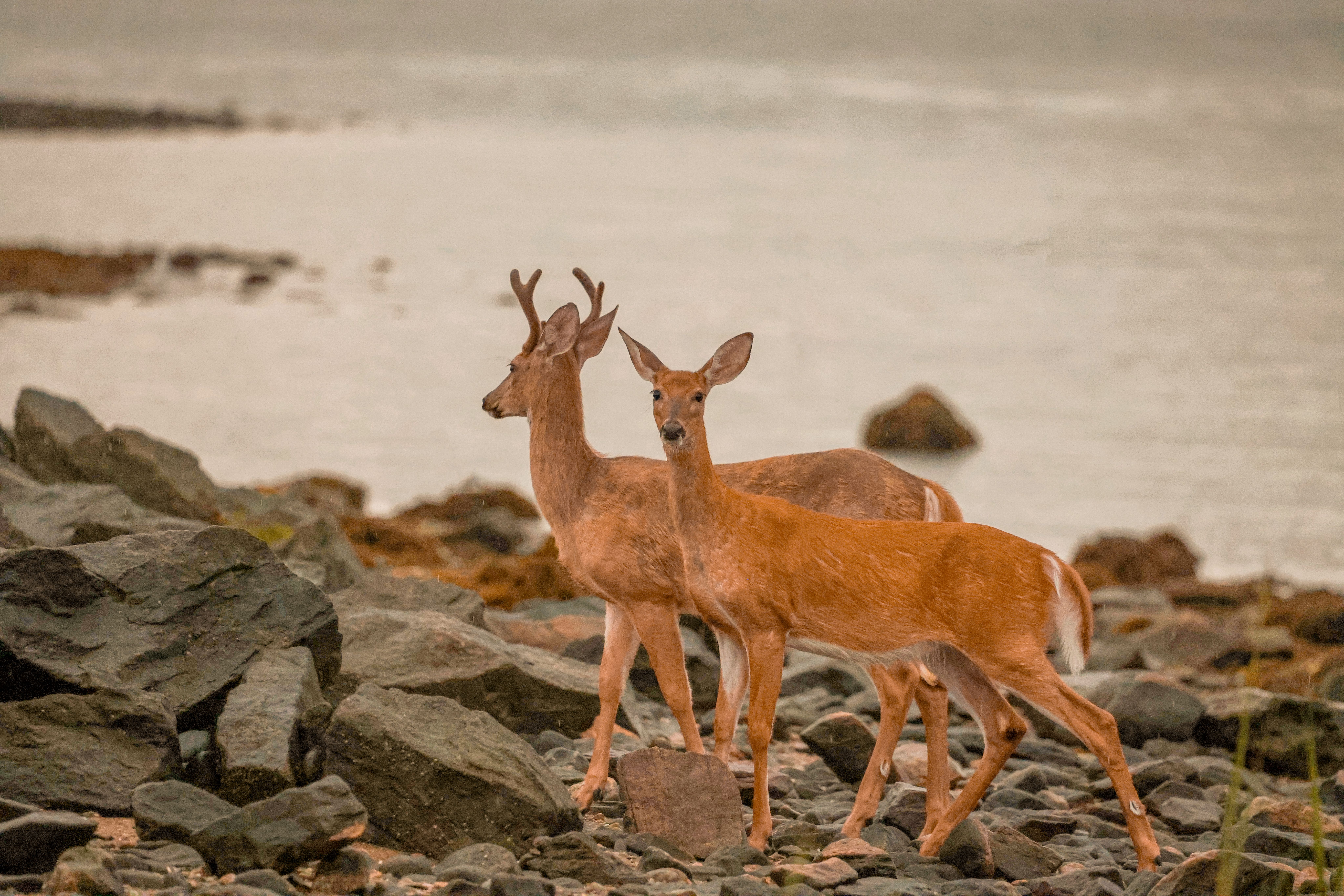Deer on Rocks near Water · Free Stock Photo
