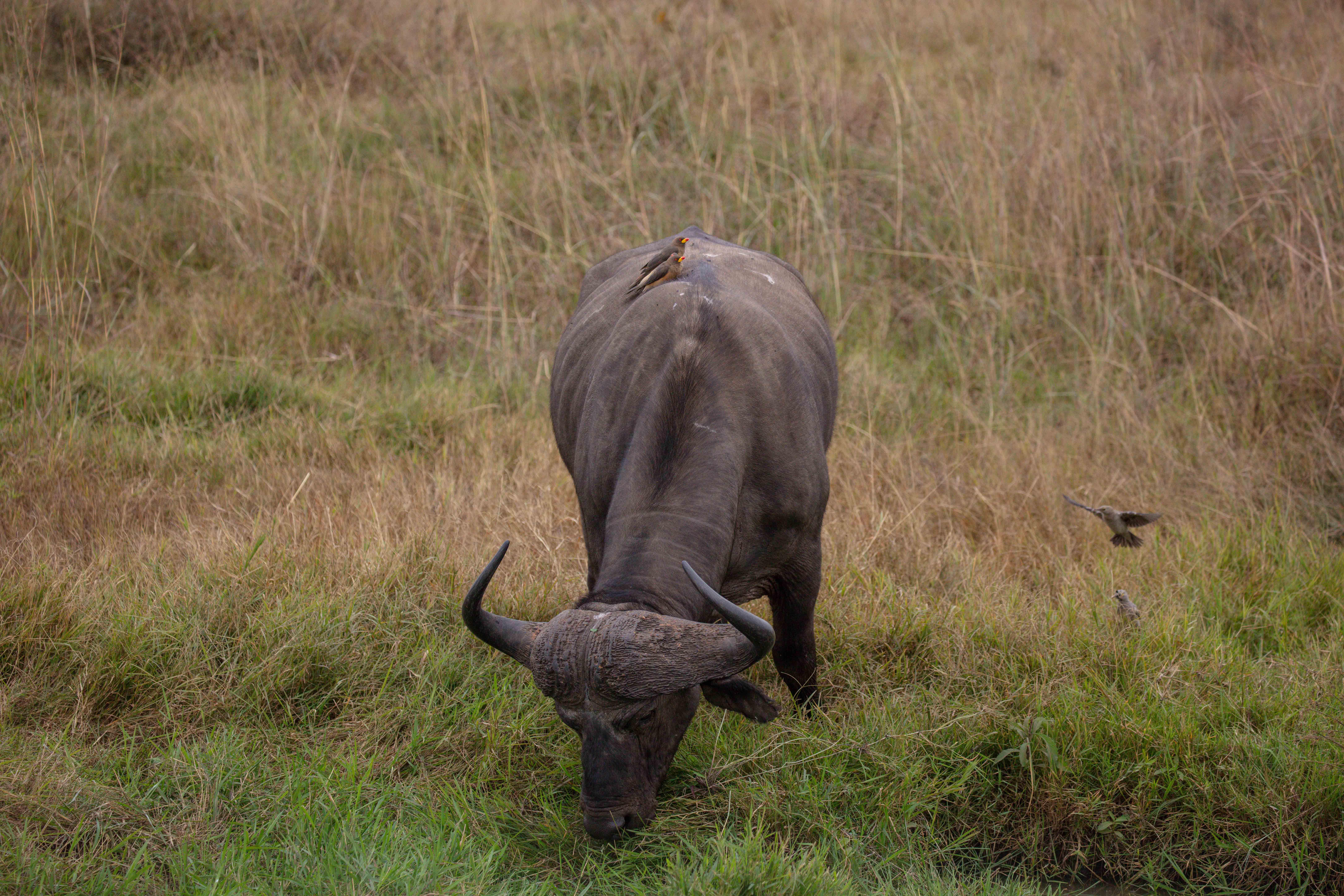 Buffalo · Free Stock Photo