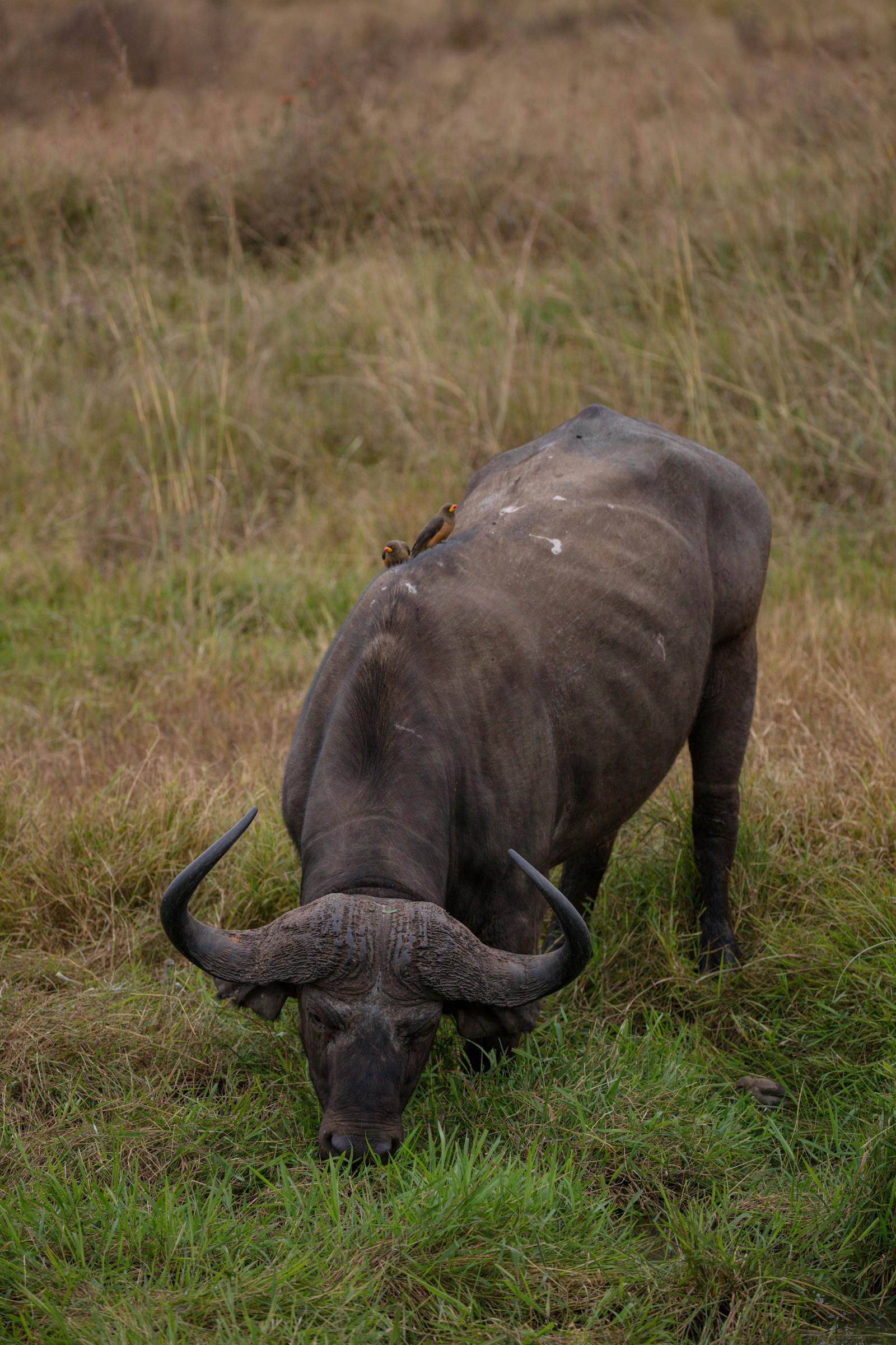African Buffalo Photos, Download The BEST Free African Buffalo Stock ...