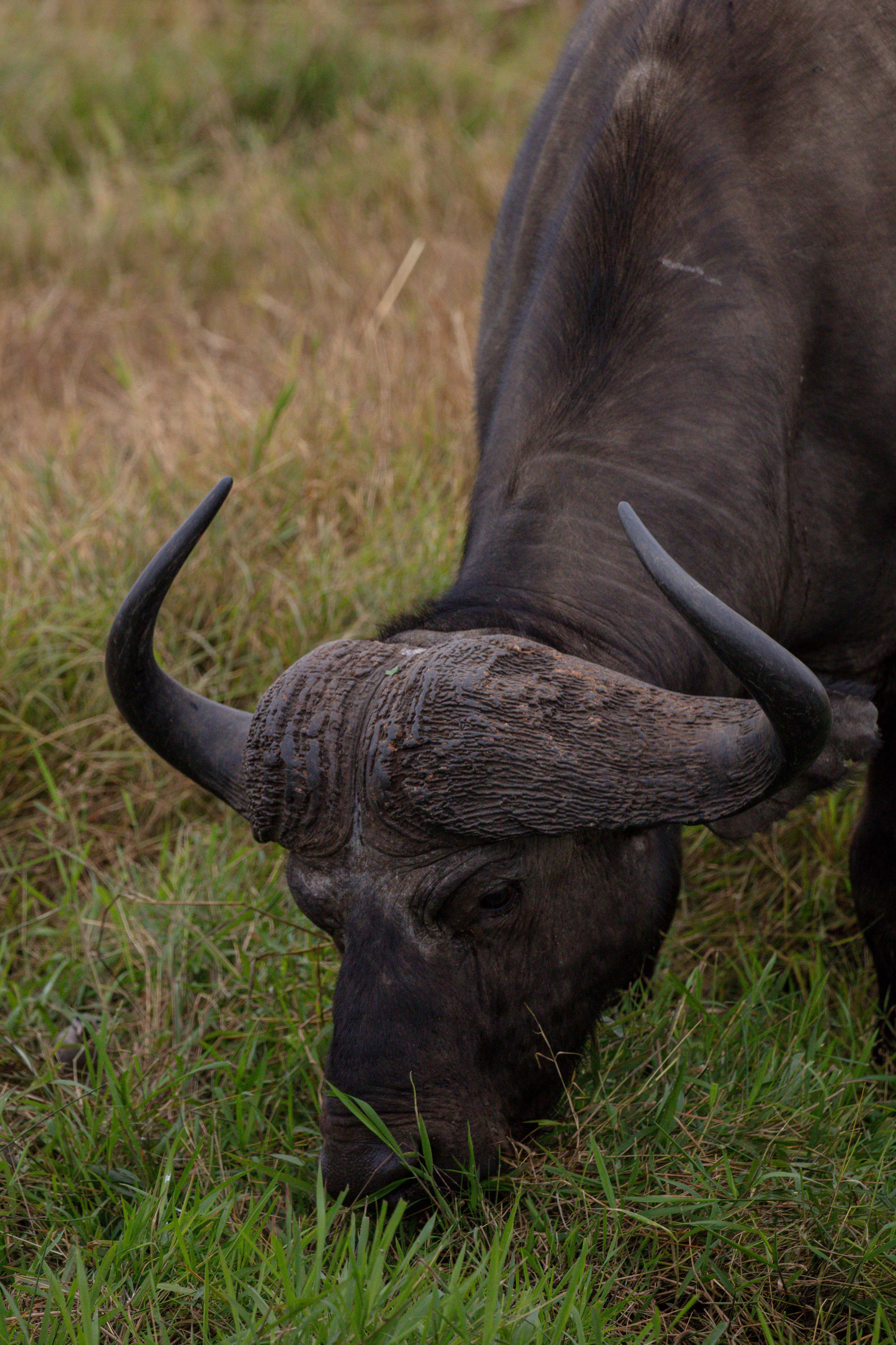 African Buffalo with Bird in Kenyan Safari · Free Stock Photo