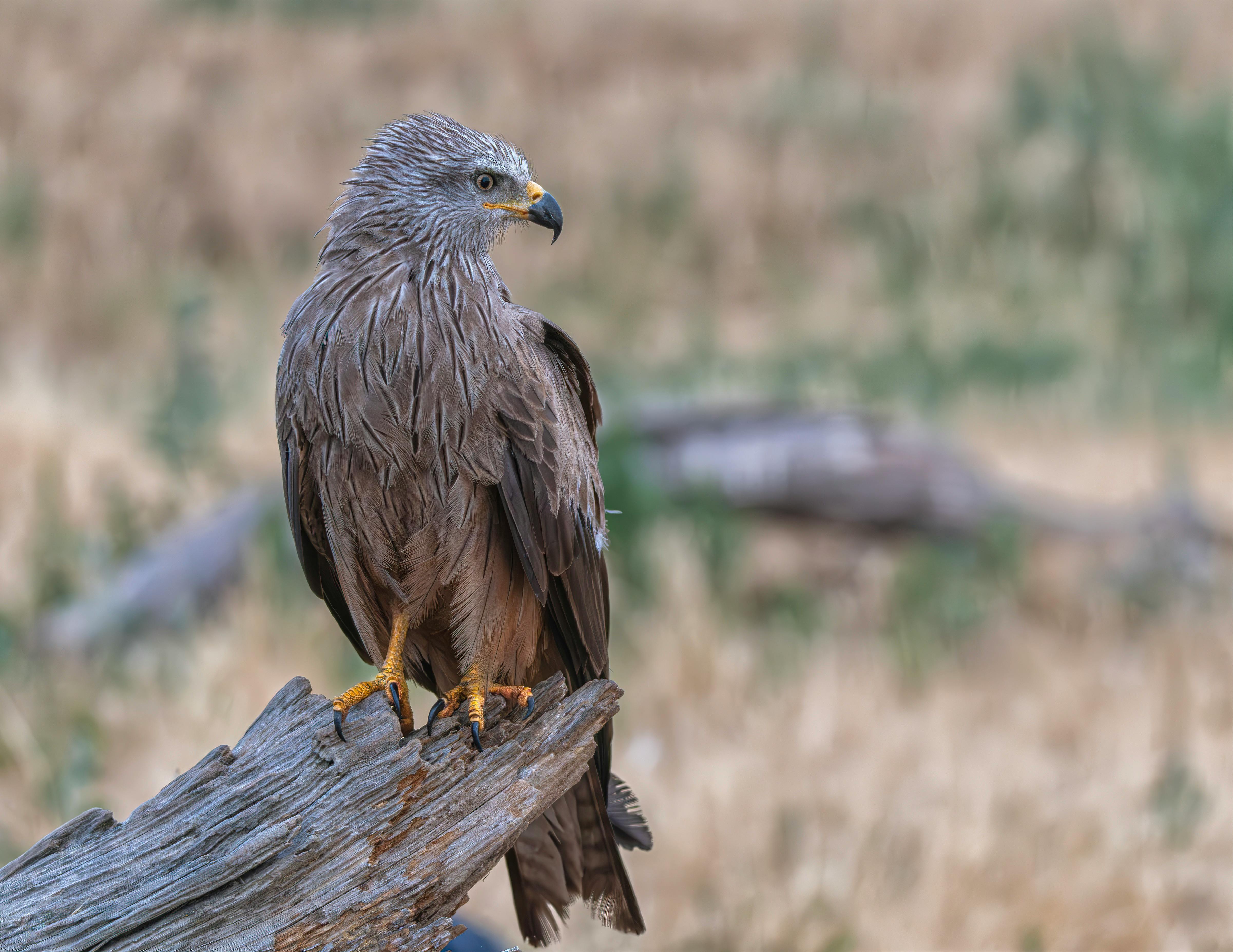 Kite Wallpaper Photos, Download The BEST Free Kite Wallpaper Stock ...