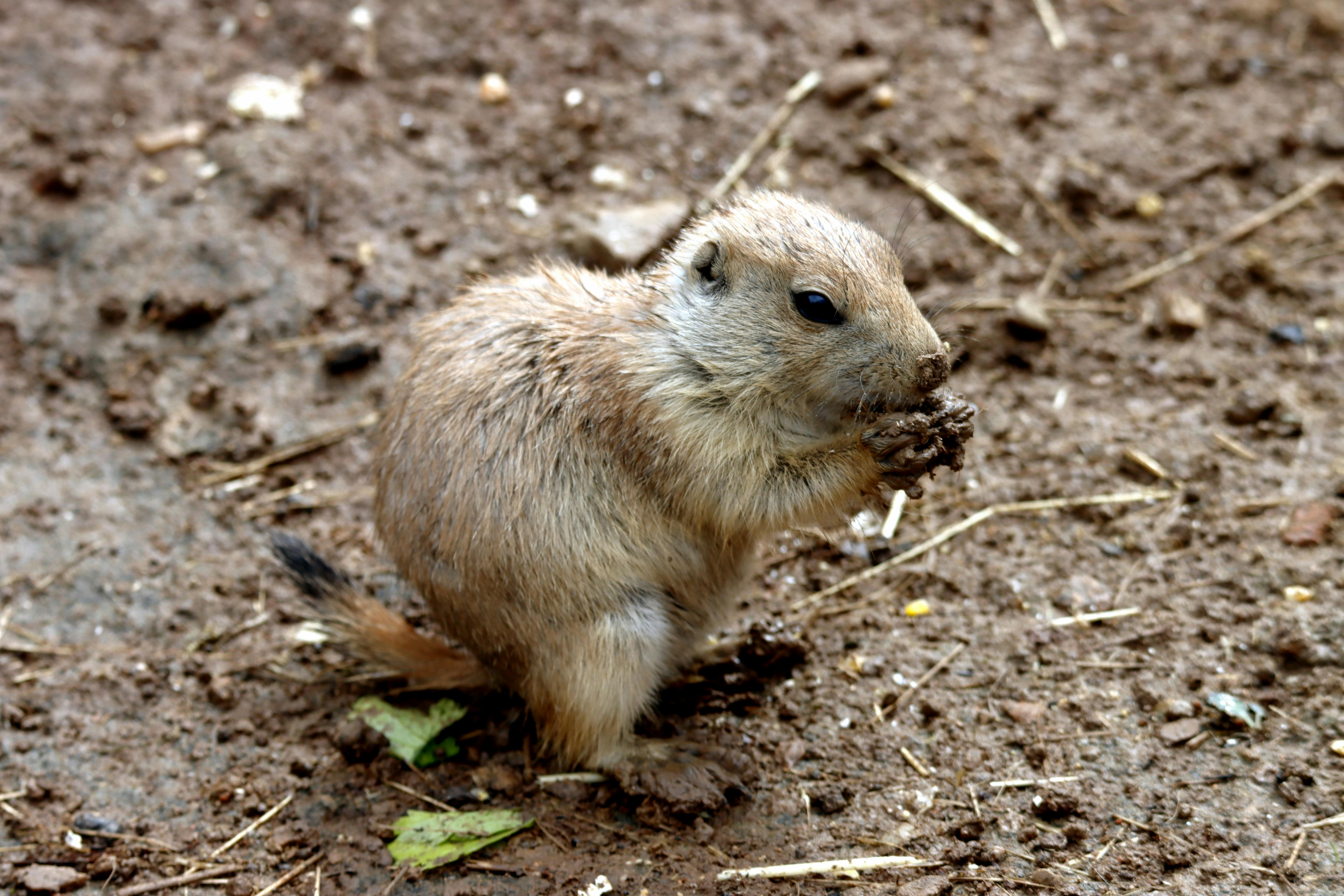 Brown and Gray Prairie Dog · Free Stock Photo