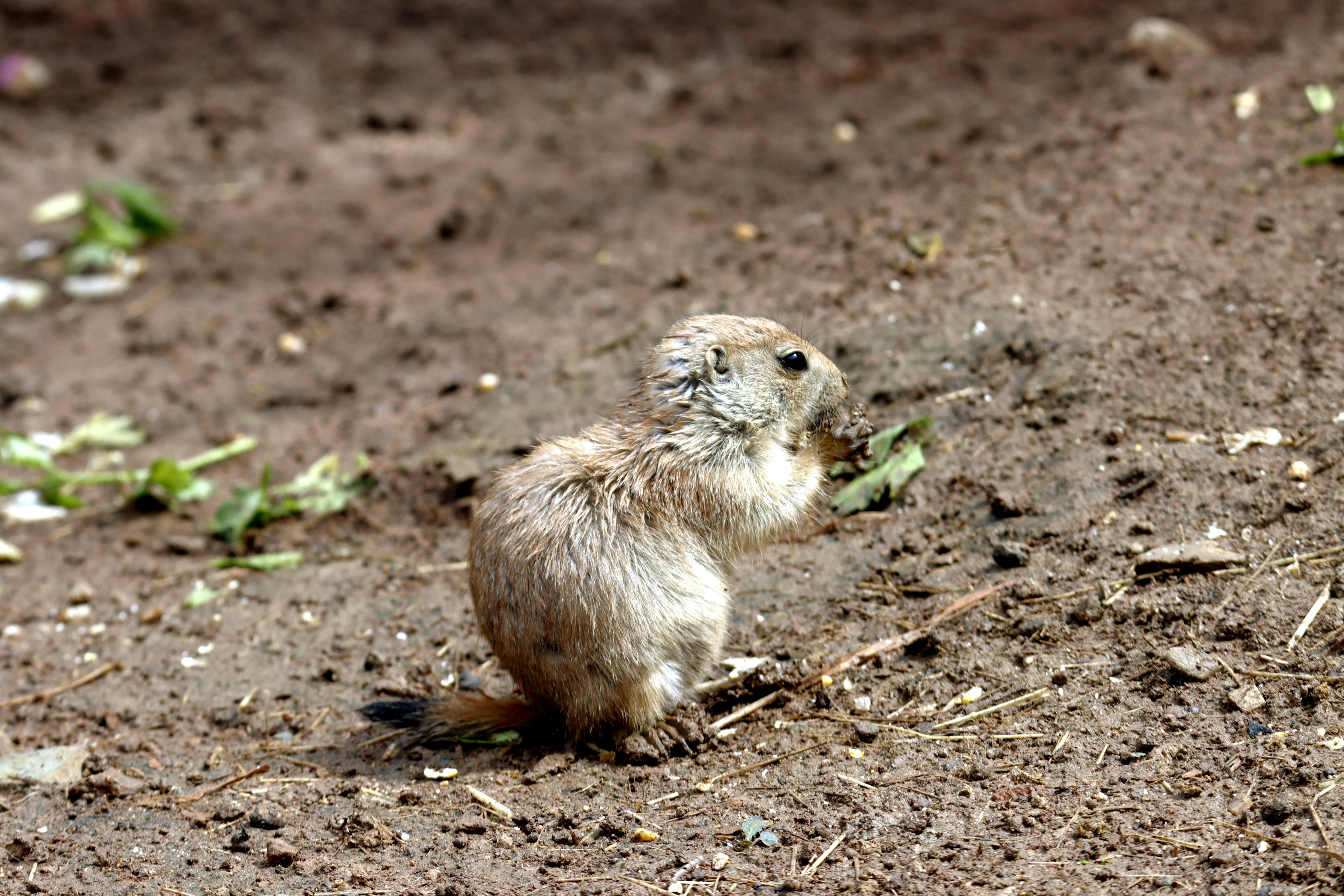Brown and Gray Prairie Dog · Free Stock Photo