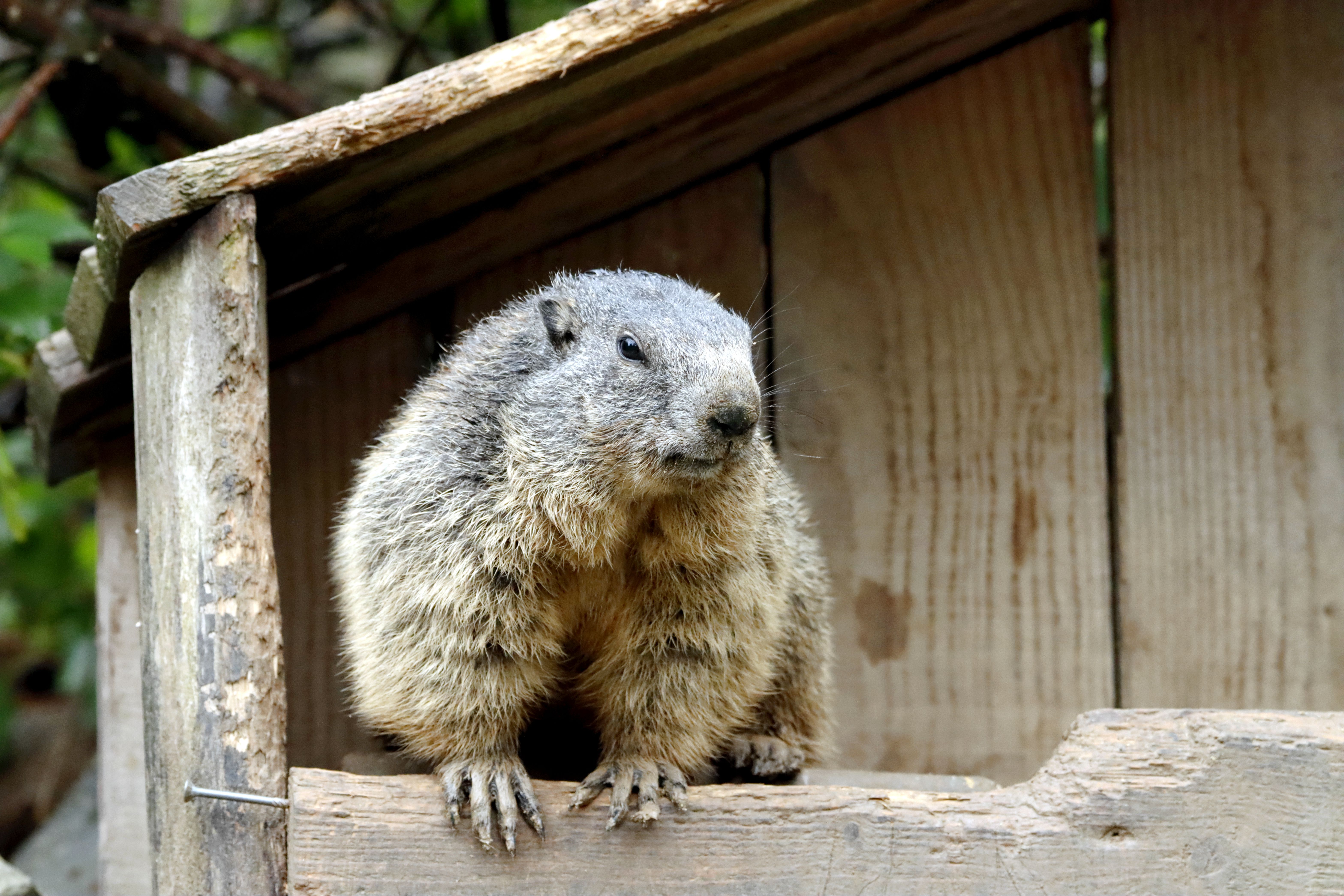 Close up of Groundhog · Free Stock Photo