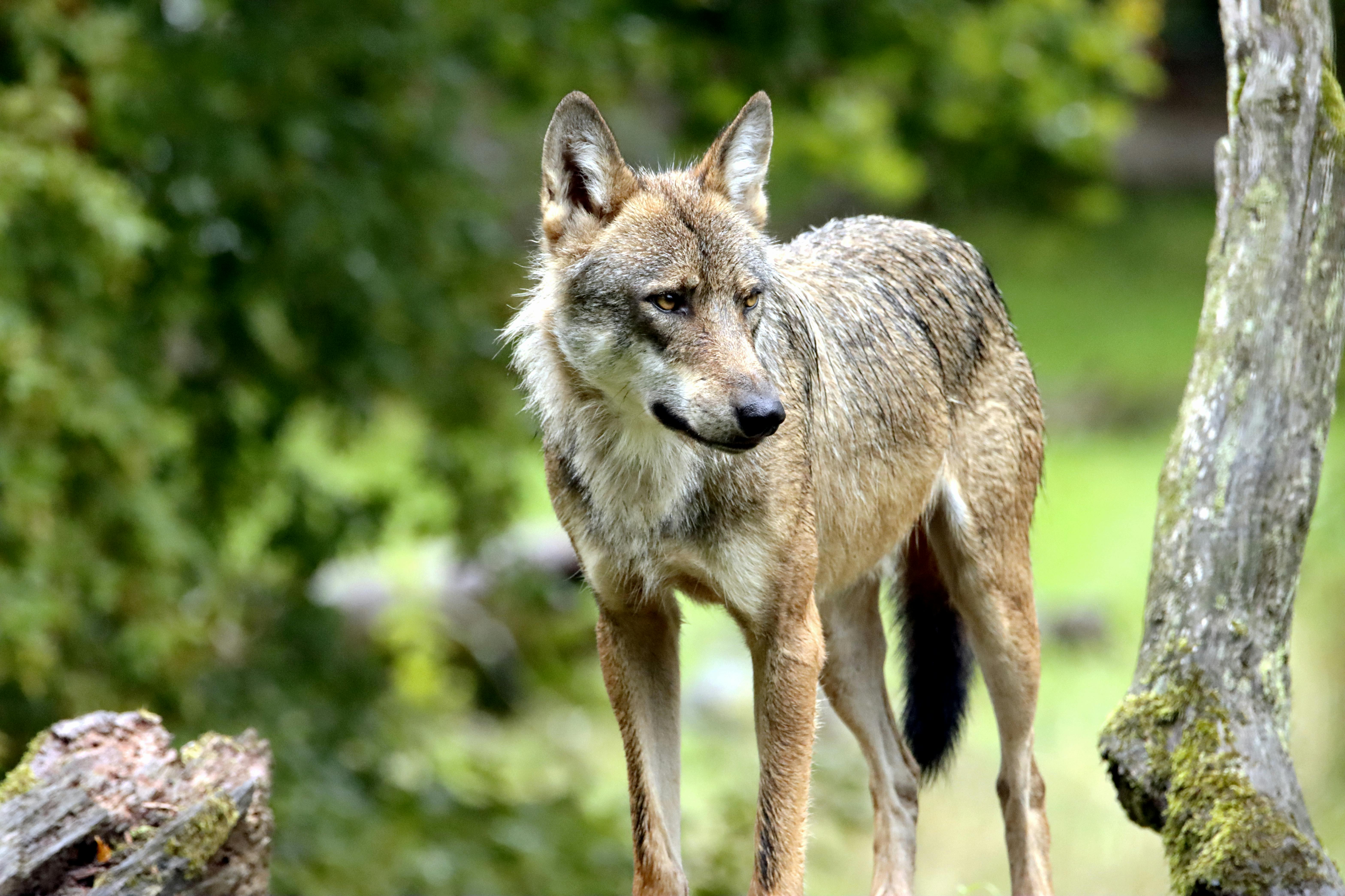 Close up of Wolf · Free Stock Photo