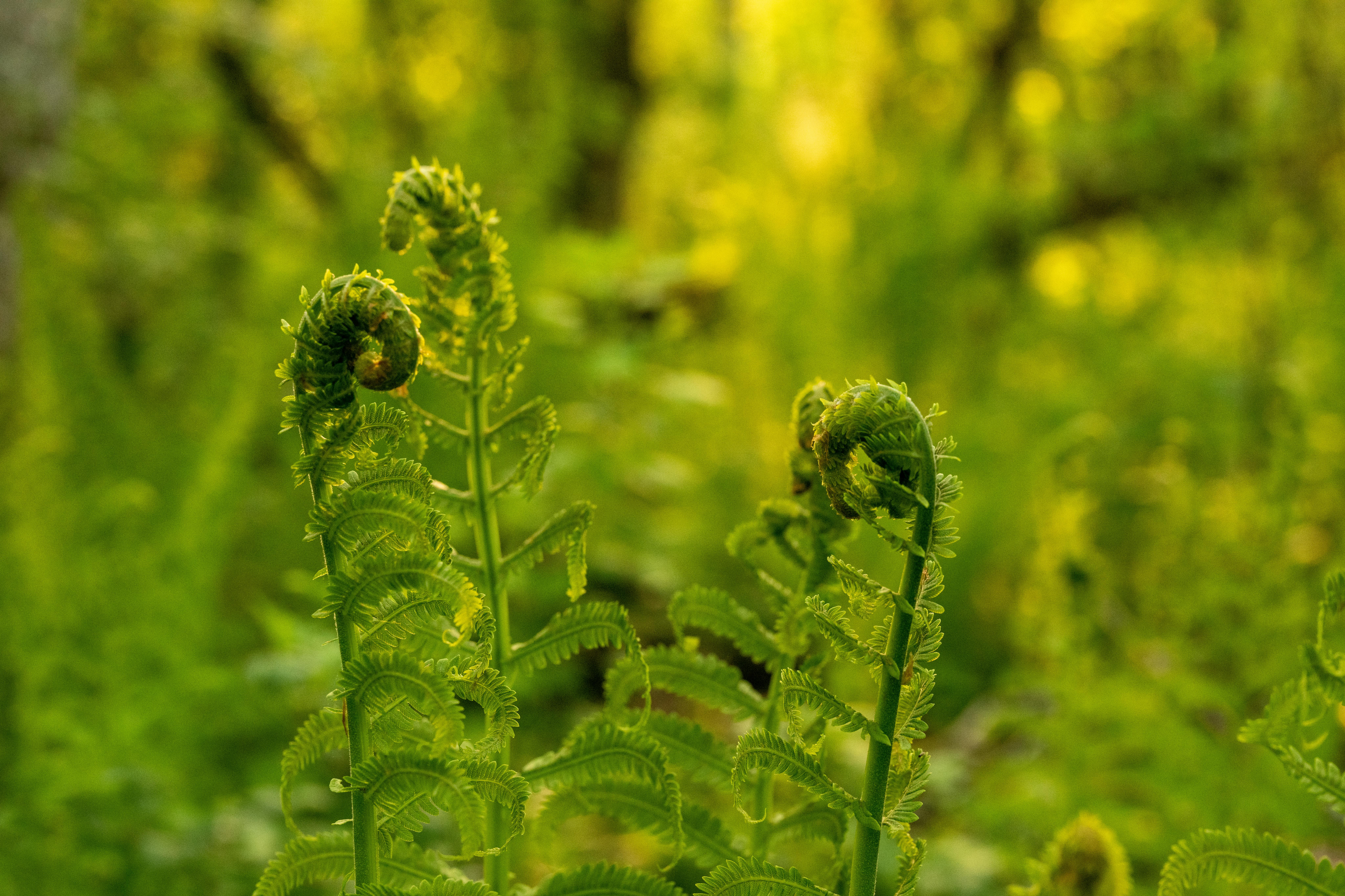 Green Curly Plant · Free Stock Photo