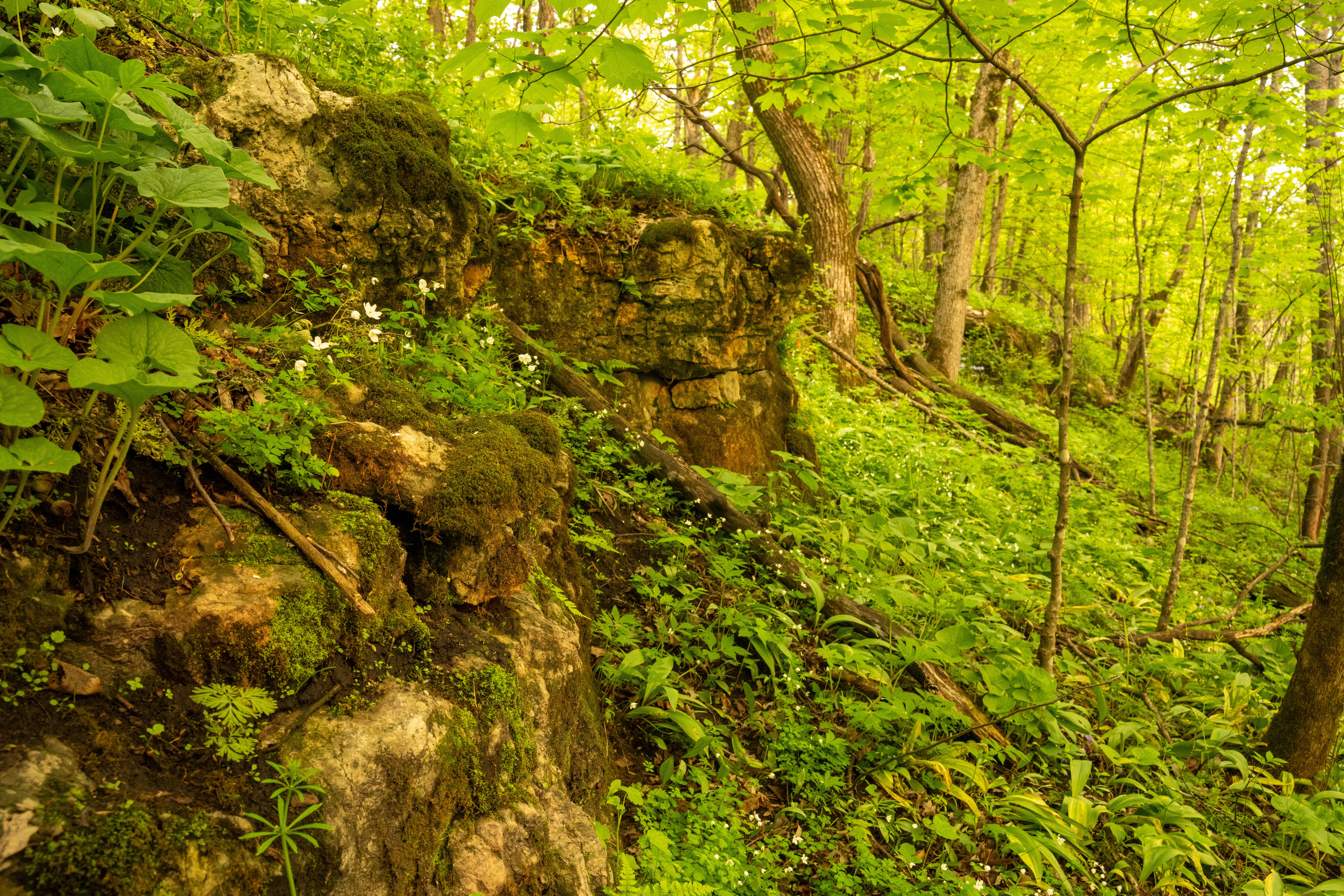Rocks and Bushes in Forest · Free Stock Photo