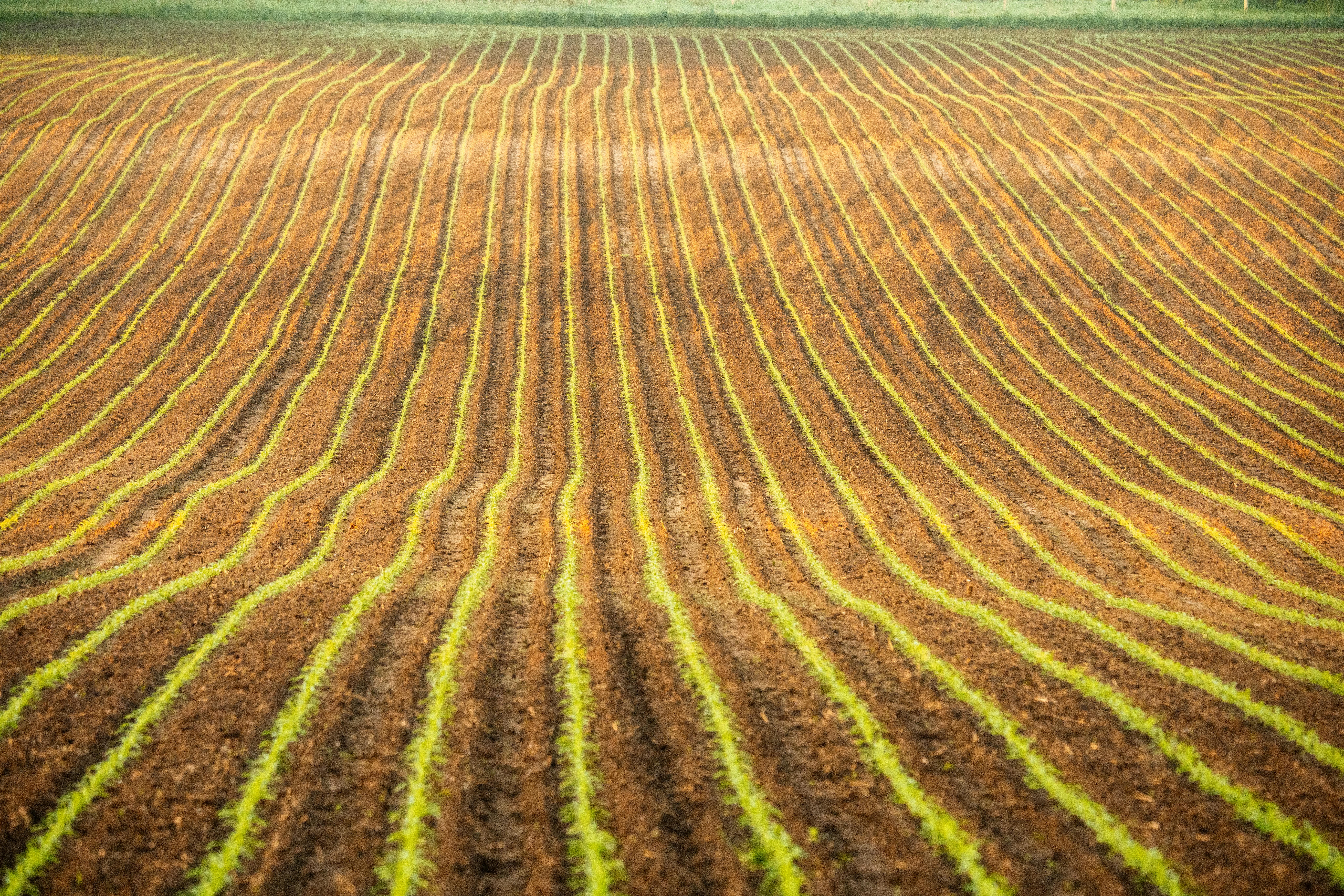 New Crops Photos, Download The BEST Free New Crops Stock Photos & HD Images