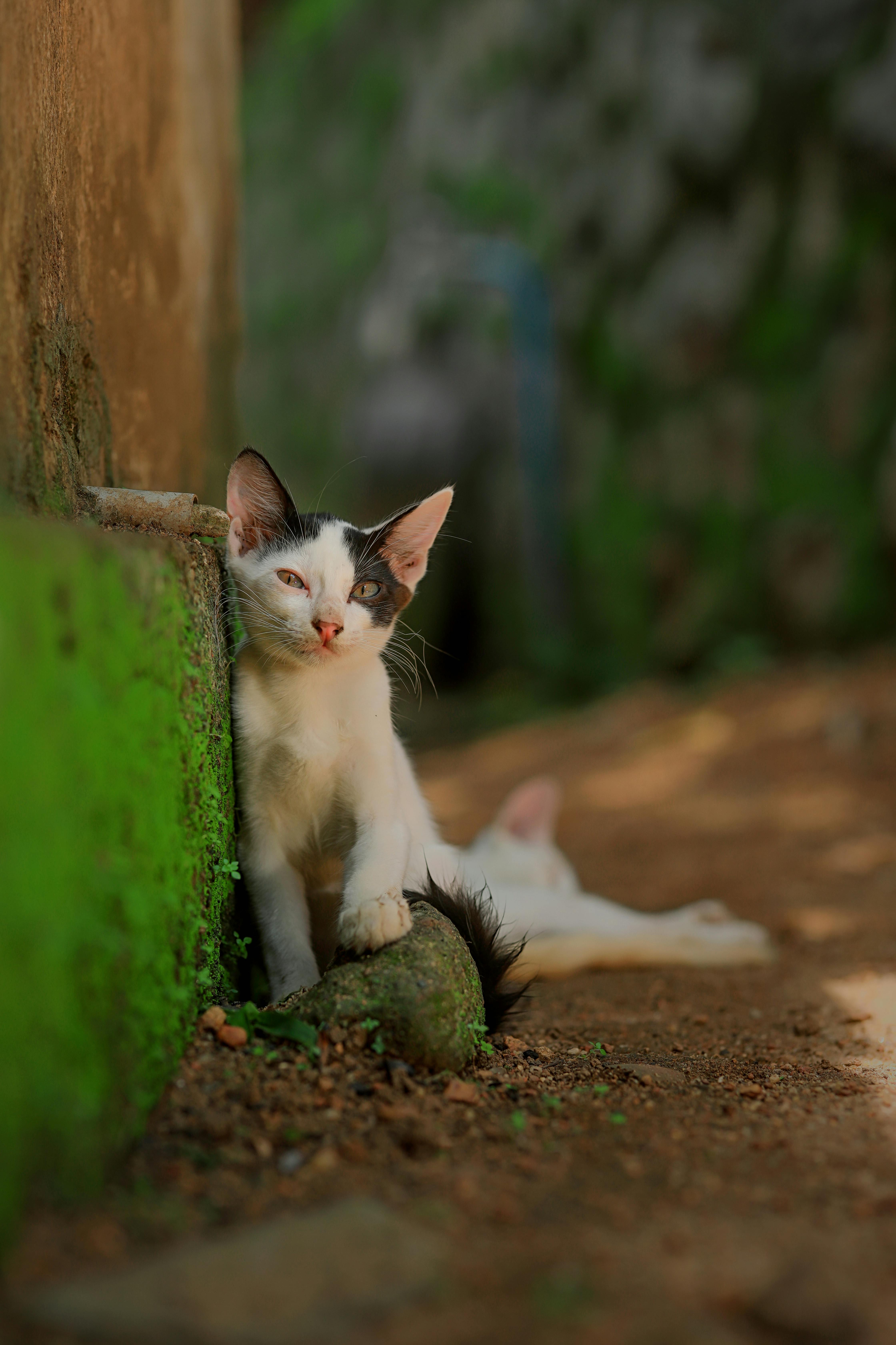 Cat on Ground · Free Stock Photo