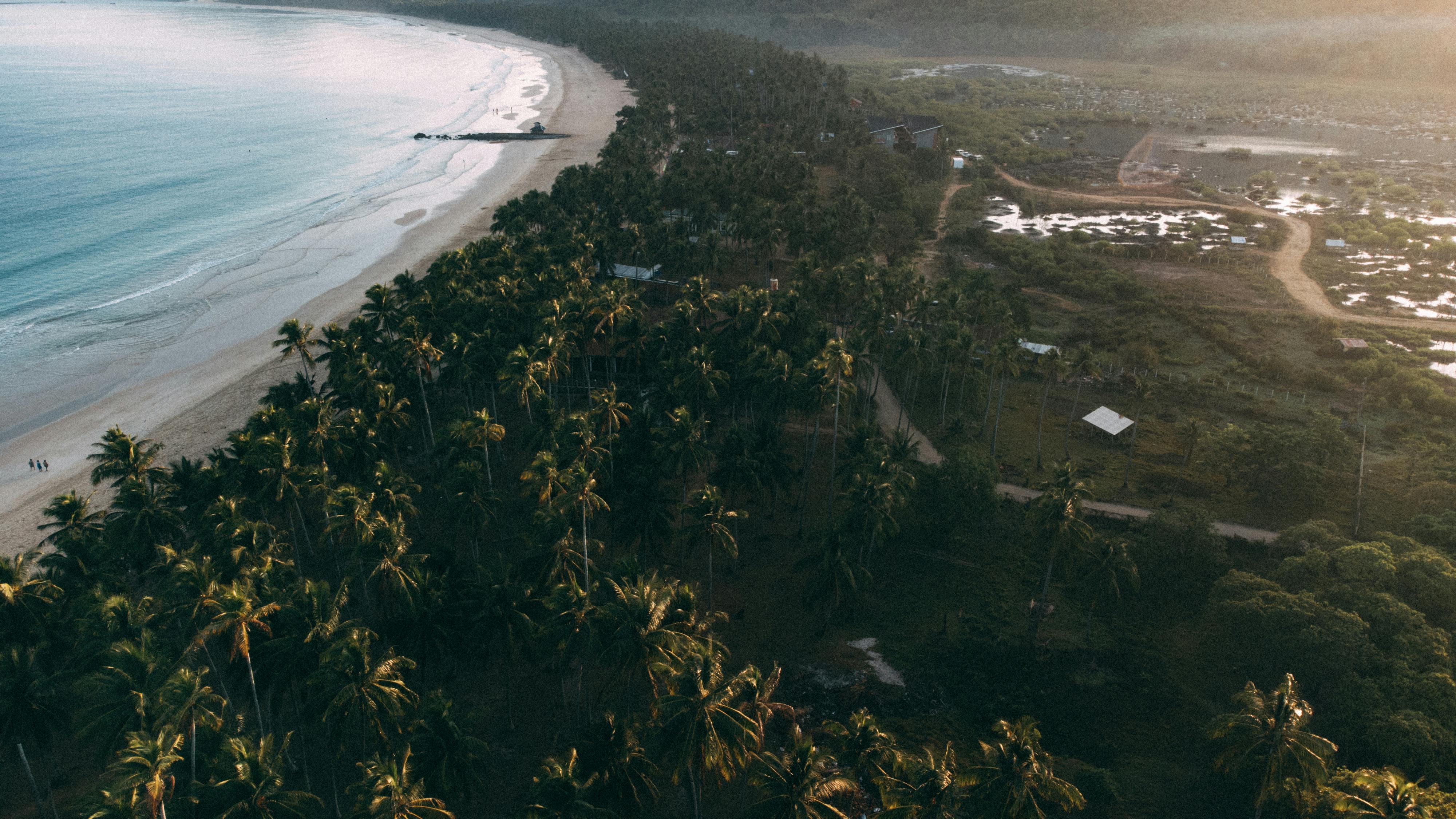 Palm Trees Near Ocean Shore in Birds Eye View · Free Stock Photo