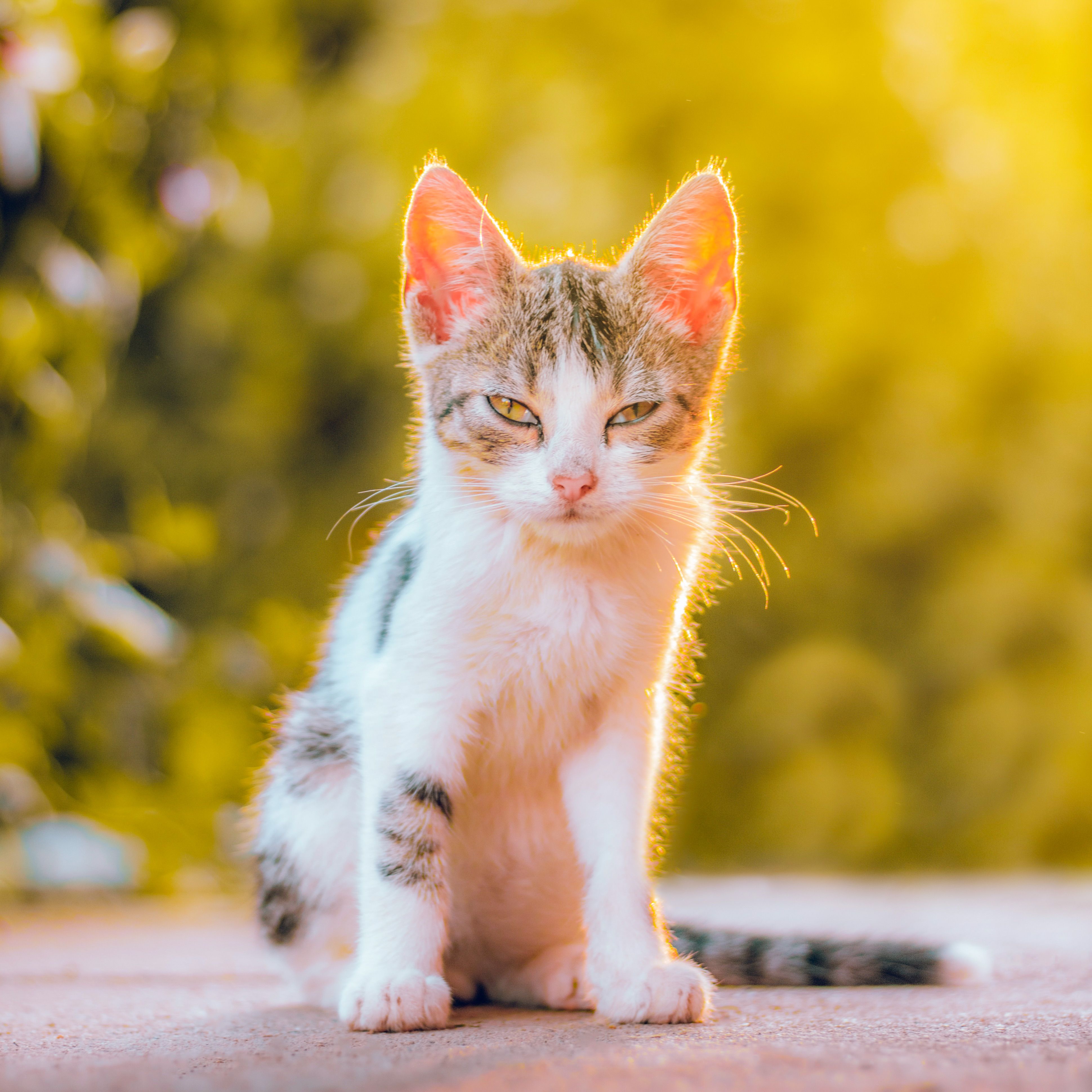 Close up of Cat · Free Stock Photo