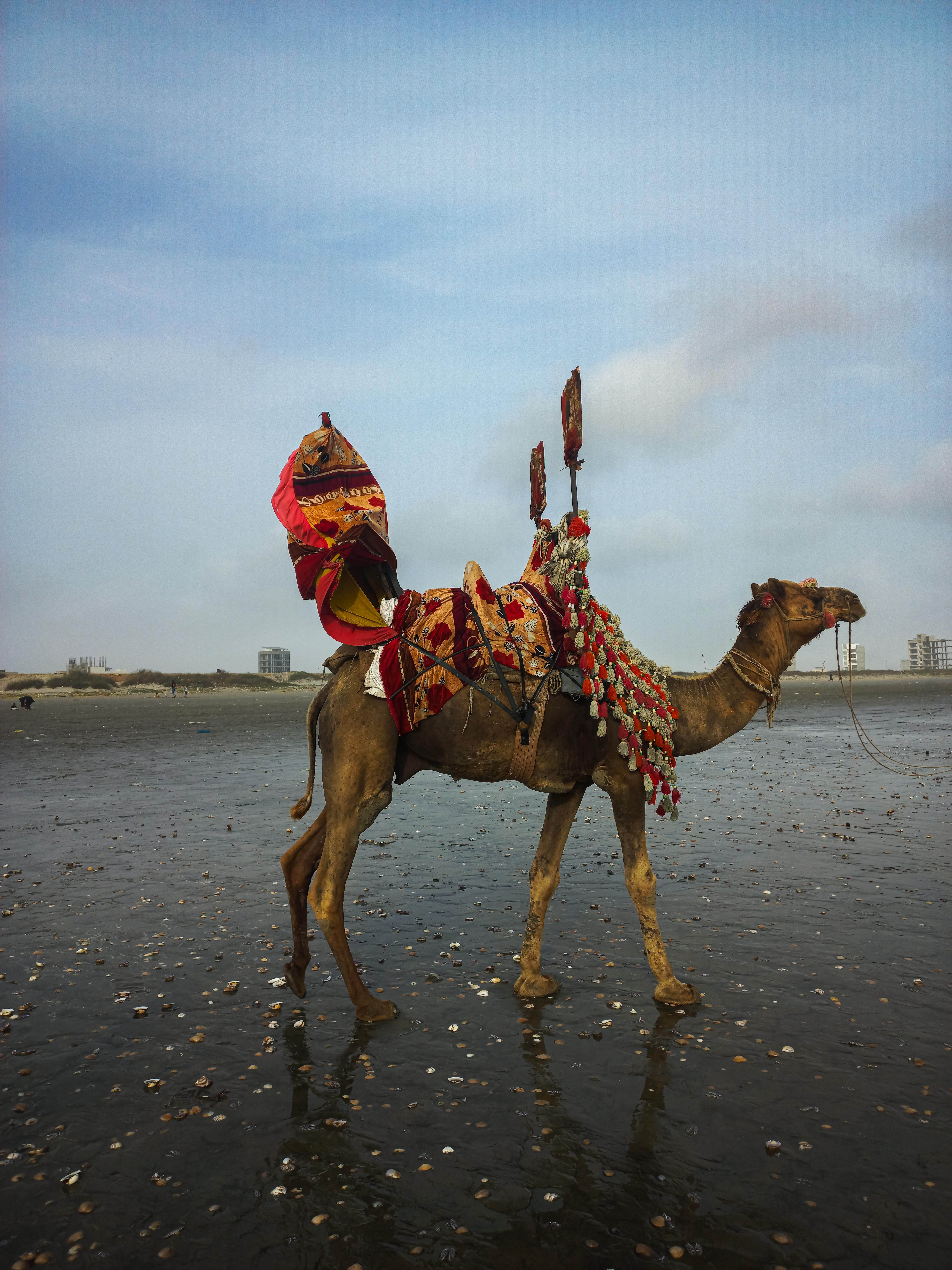 Camel on Seashore · Free Stock Photo
